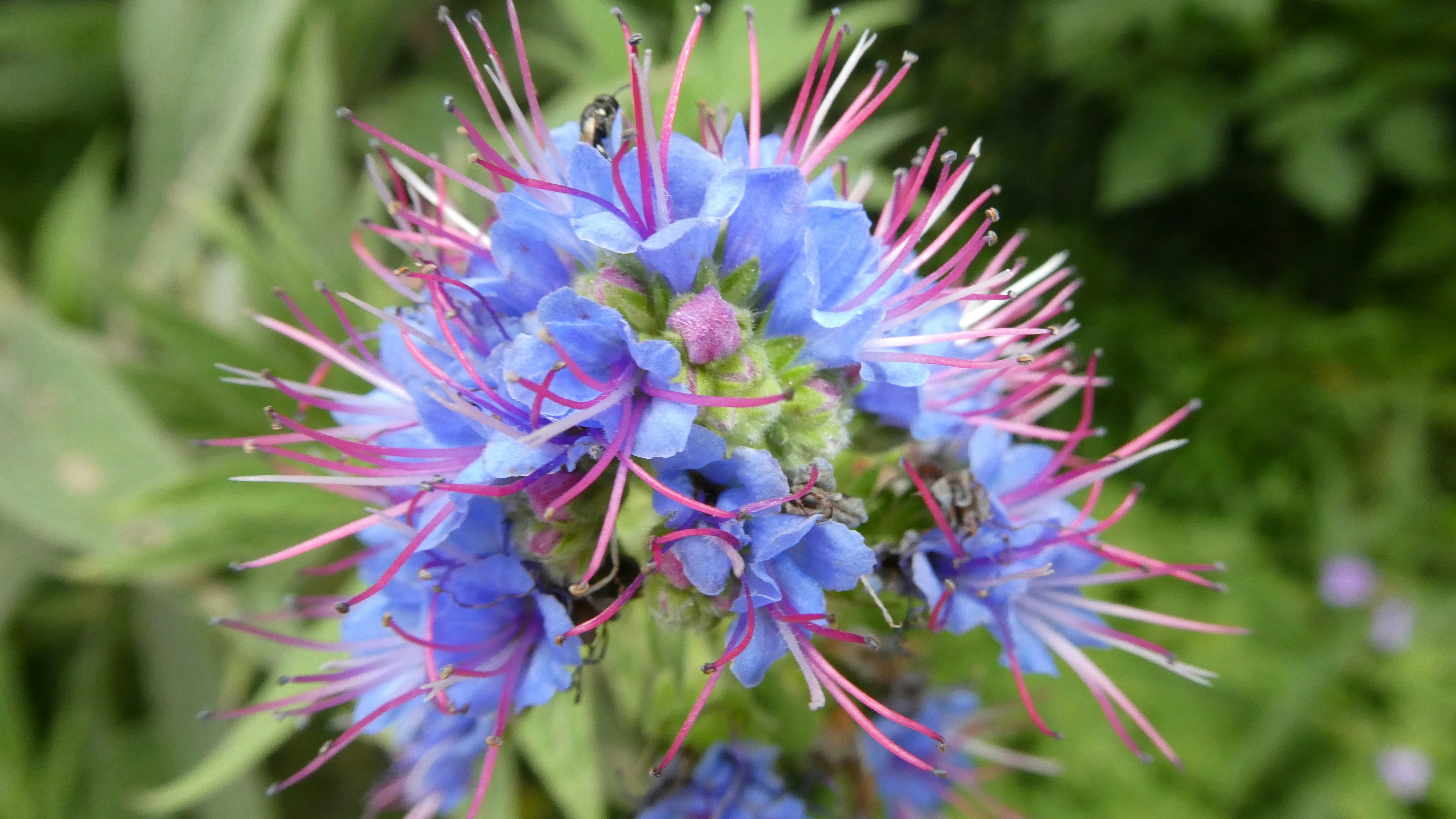 Blue pincushion bloom under soft green canopy