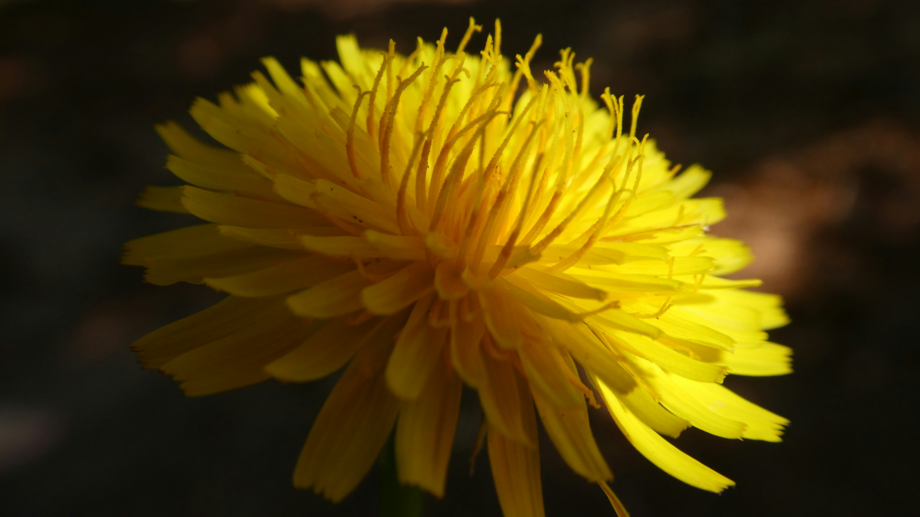 Bright yellow bloom fills the frame with soft background; the micro-details of petals suggest a macro close-up for a nature study.