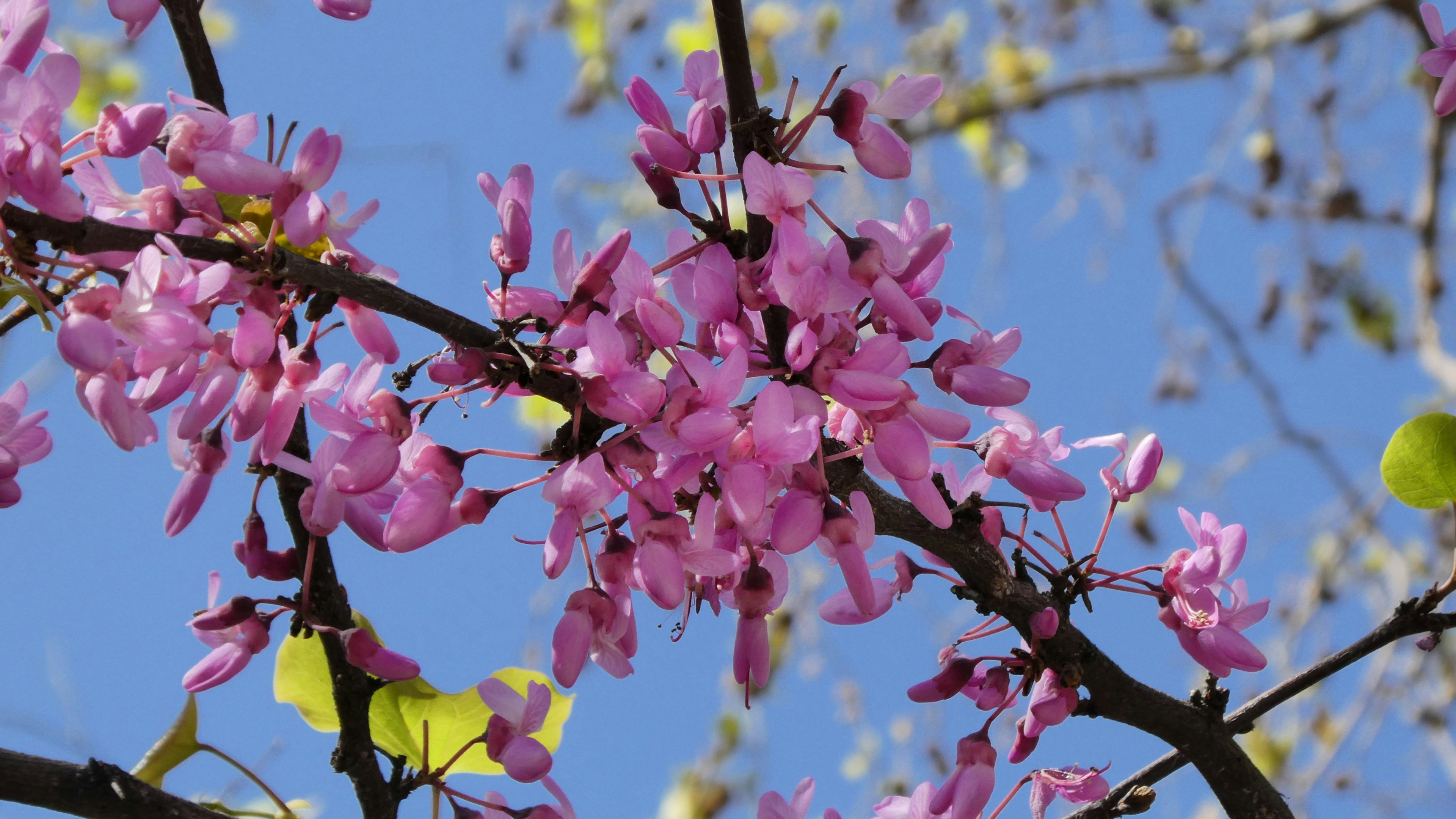 Vibrant pink blossoms dominate a sunlit branch against a clear blue sky, capturing springtime detail and color. The image emphasizes the flowering cluster and natural contrast.