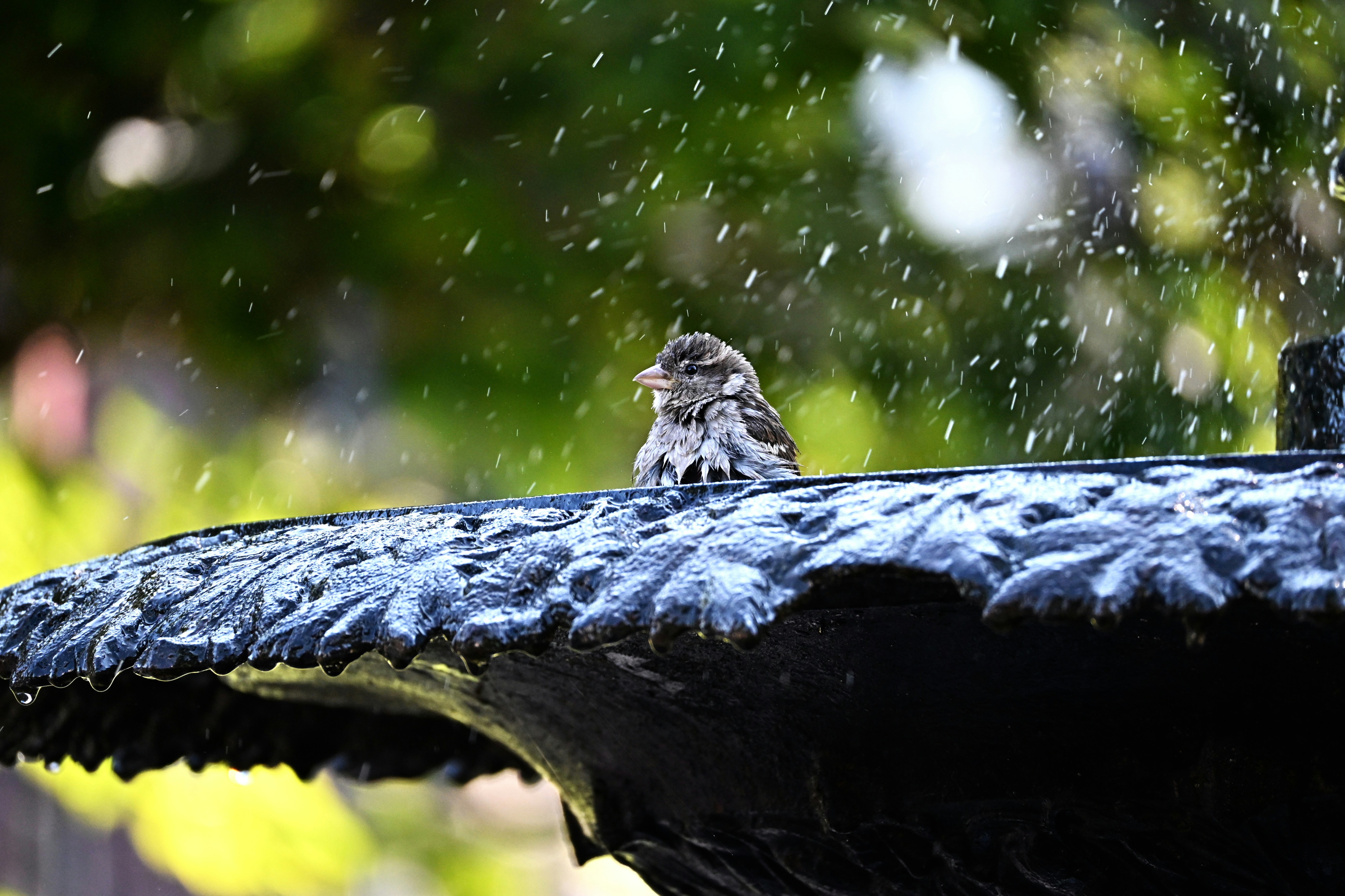 Bird on the Rim: a tiny observer in a rain-kissed fountain