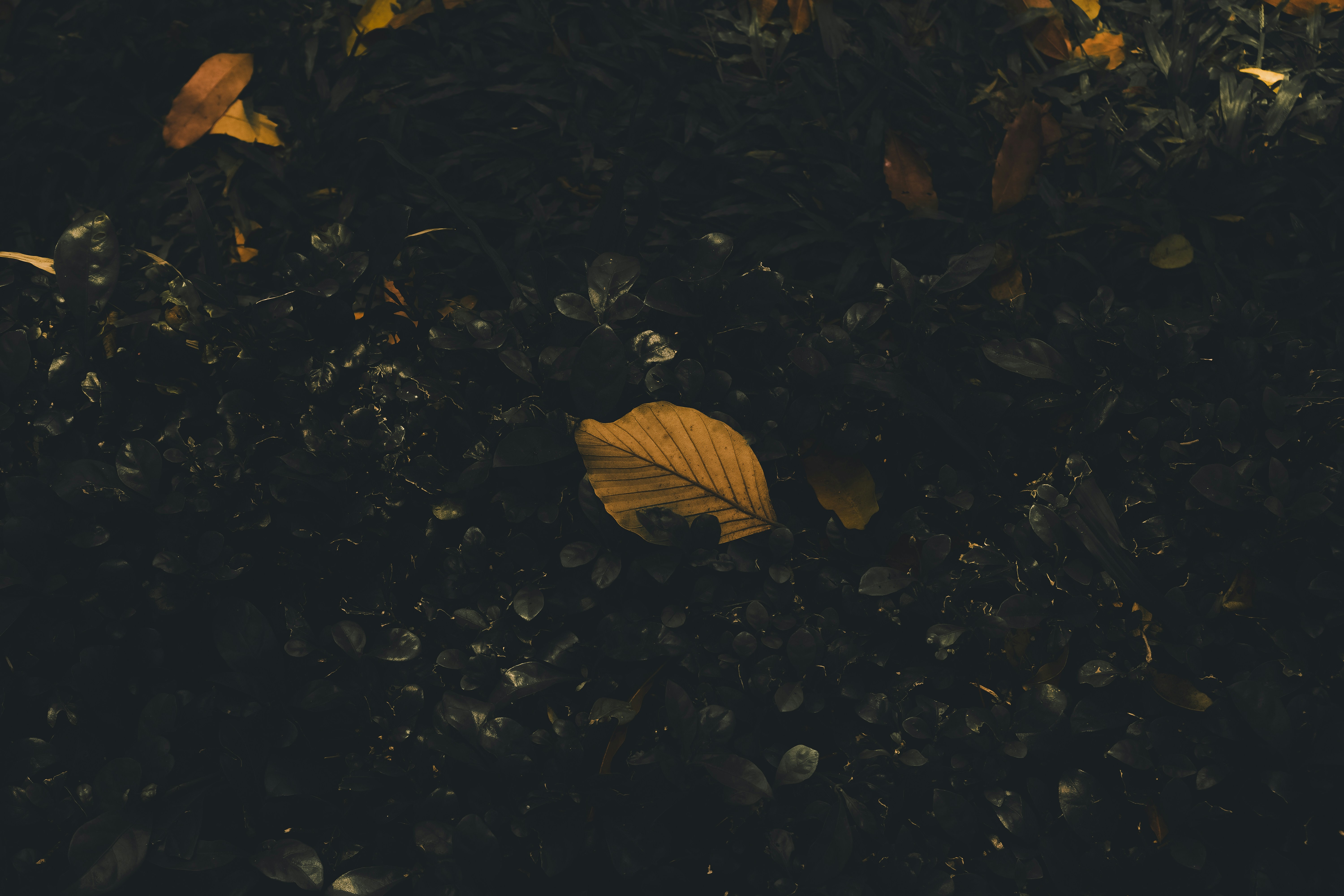 Hidden Ember: A Fall Leaf in Shadowed Ground