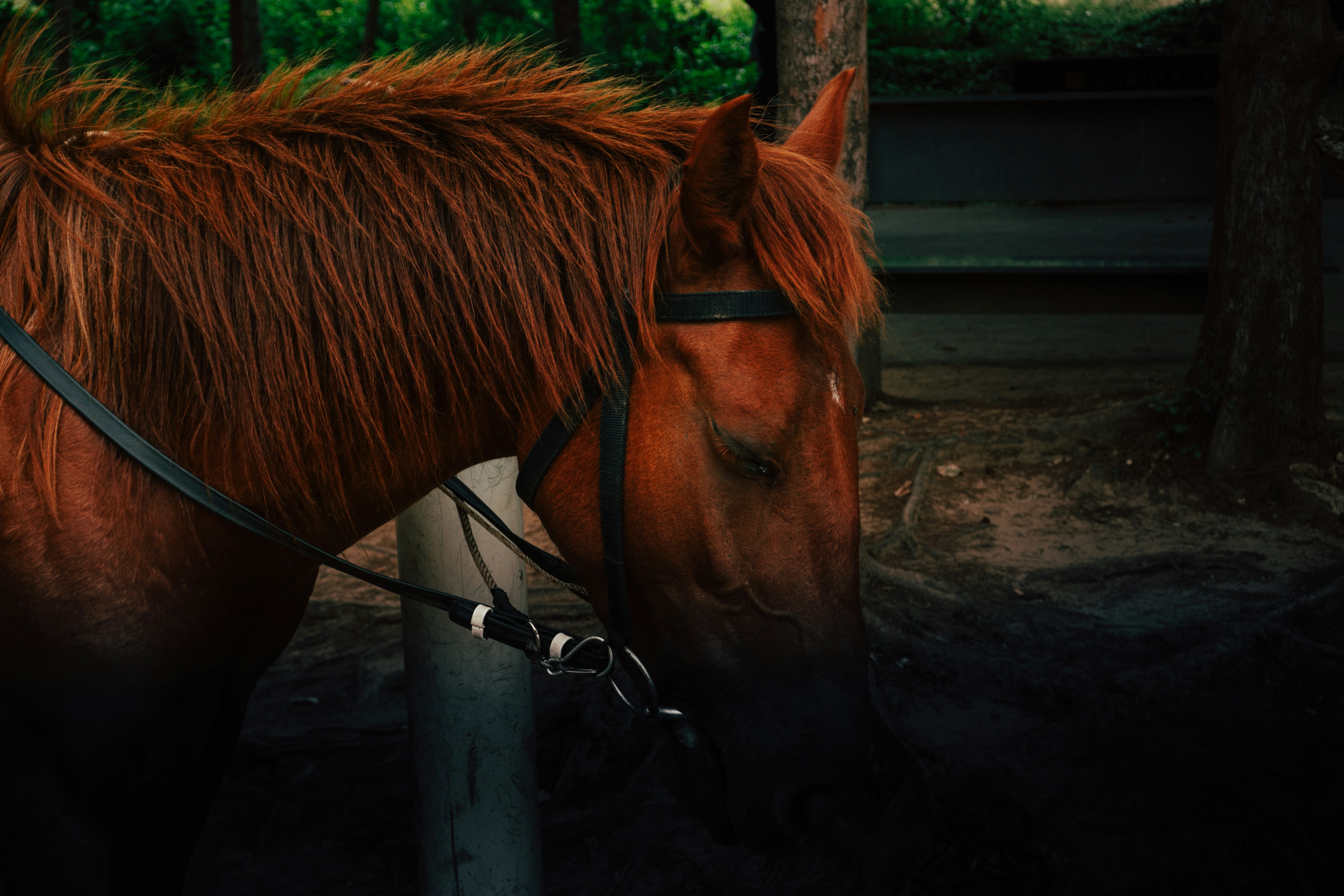 Hushed Equine Quietude in Shadowed Stall