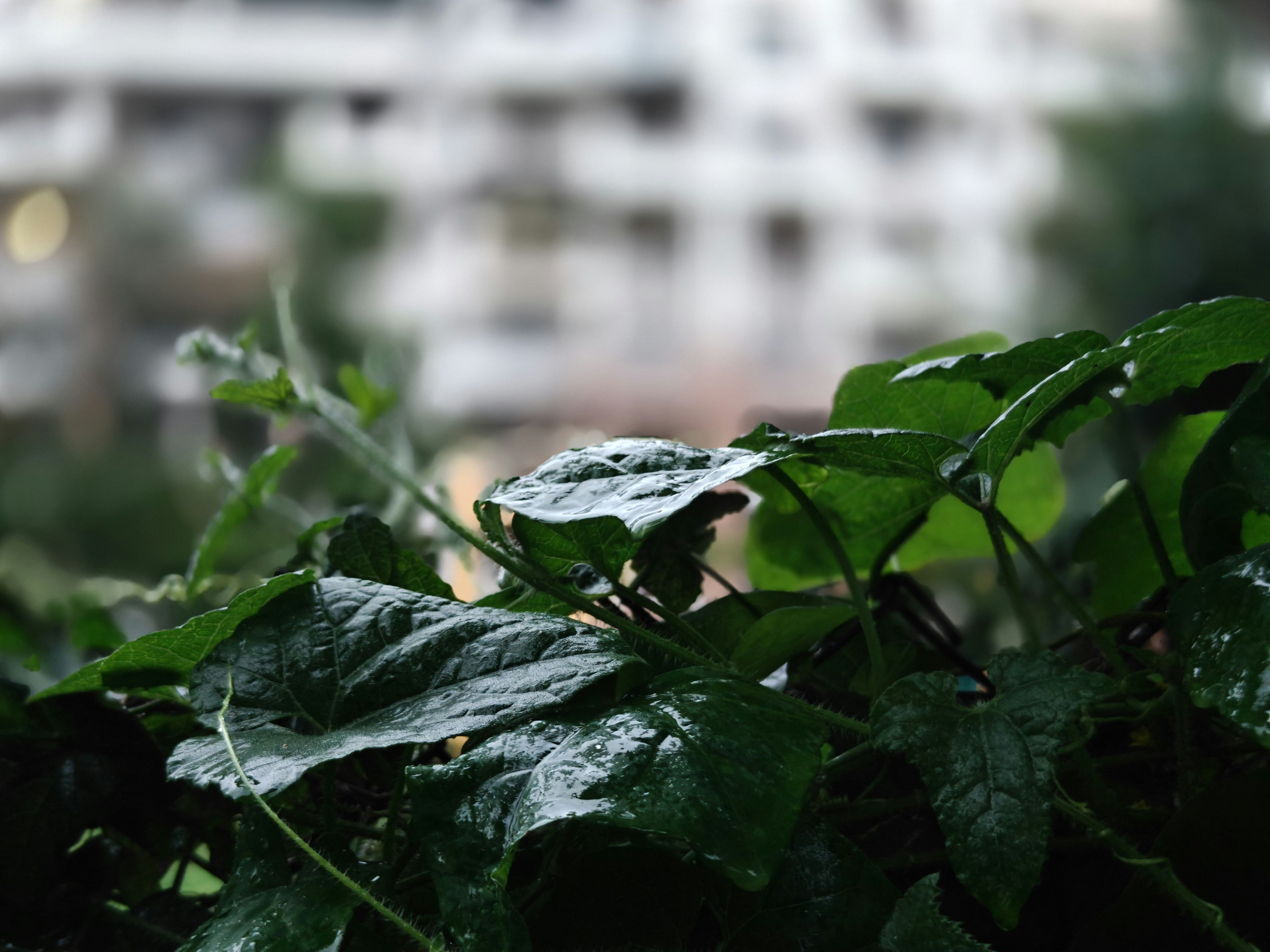 Photo by Kiran Shinde with OnePlus Nord CE5