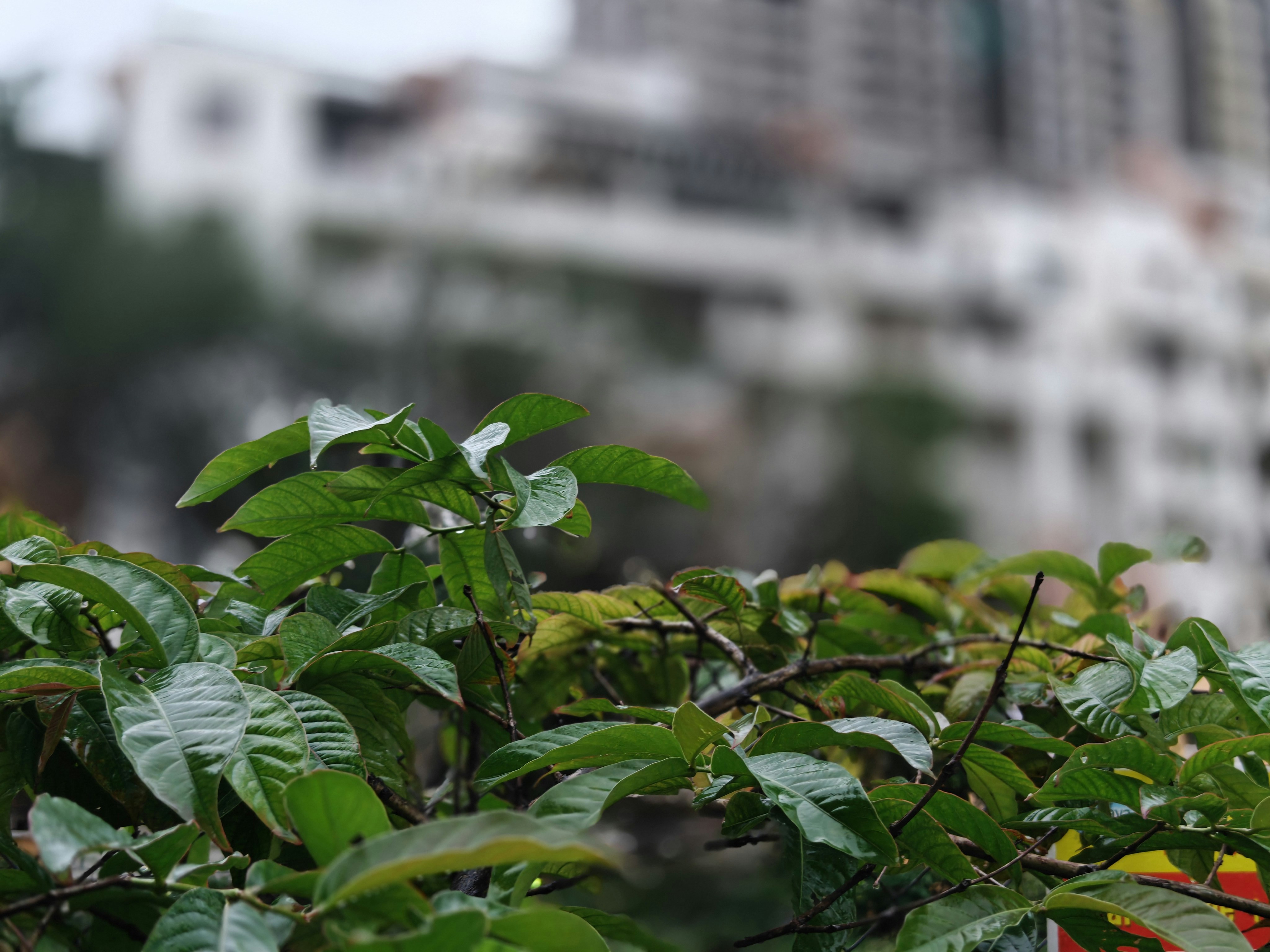 Close-up of vibrant green leaves in the foreground with an urban scene blurred in the background.