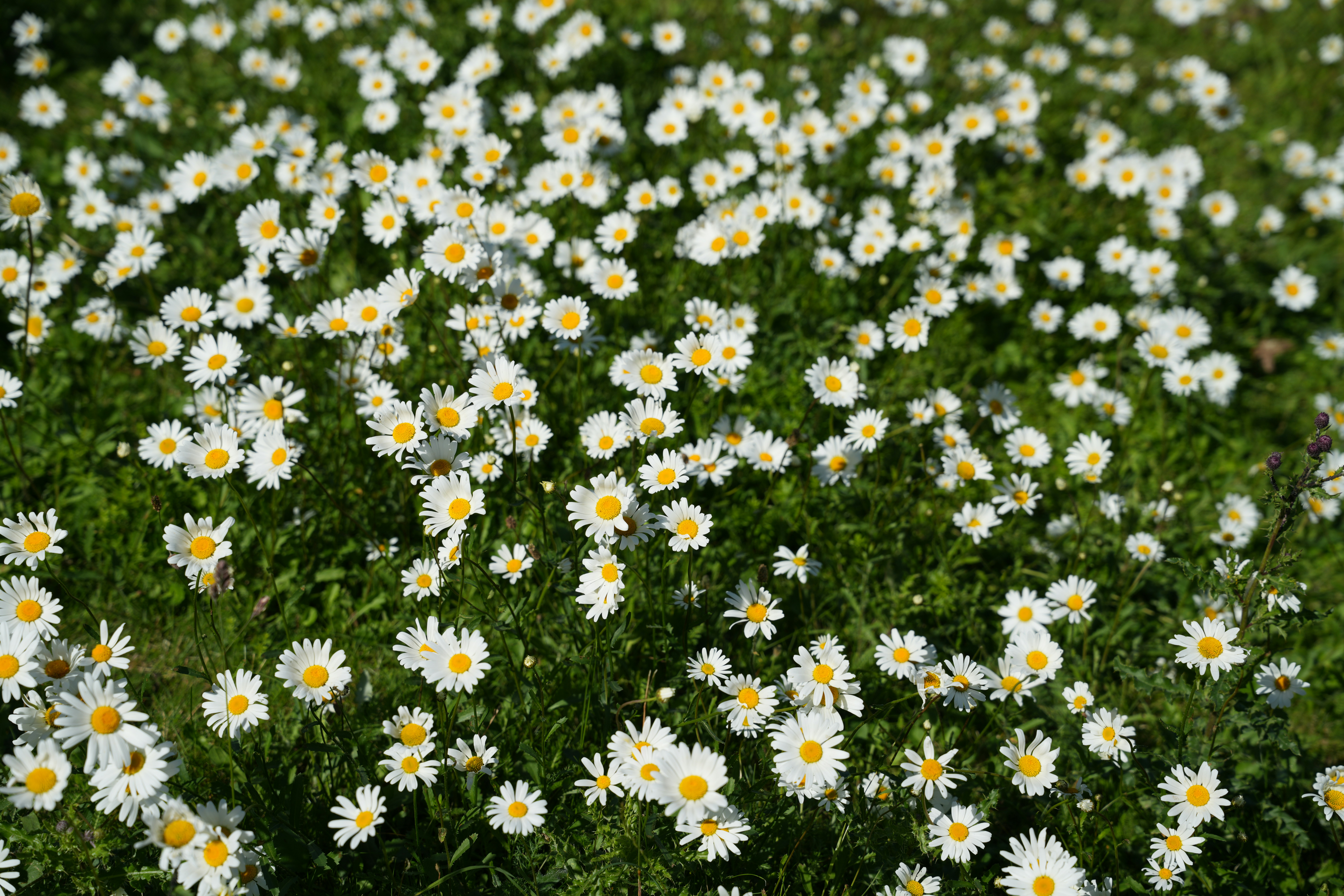 Field of White Daisies: Sunlit Spring Meadow