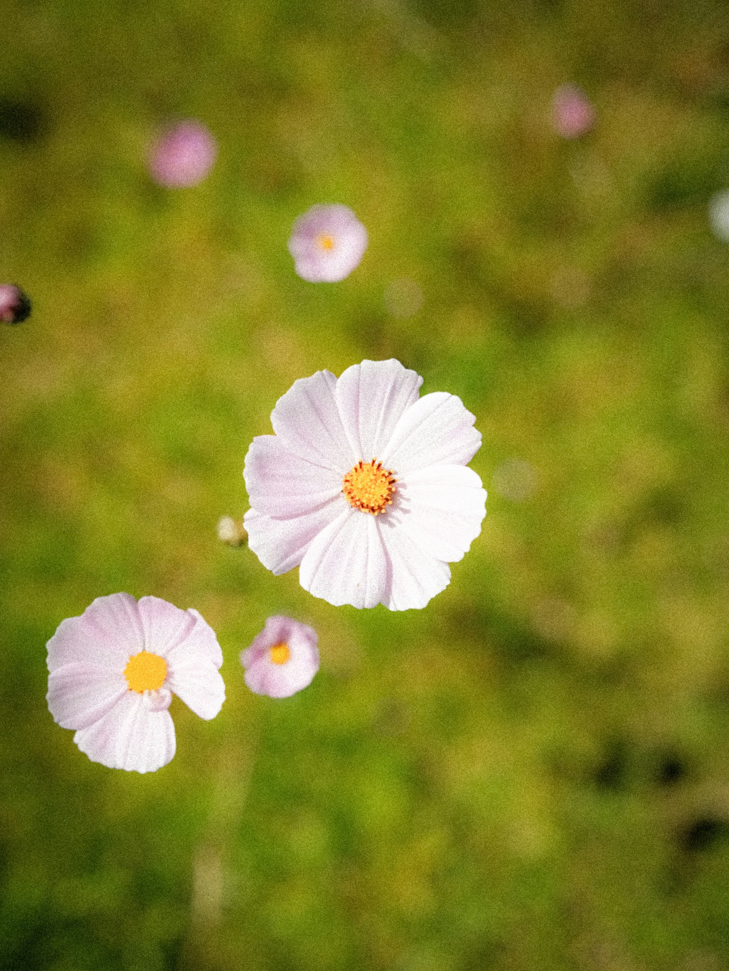 Cluster of white cosmos flowers with yellow centers against a blurred green background, illustrating a shallow depth-of-field study.
