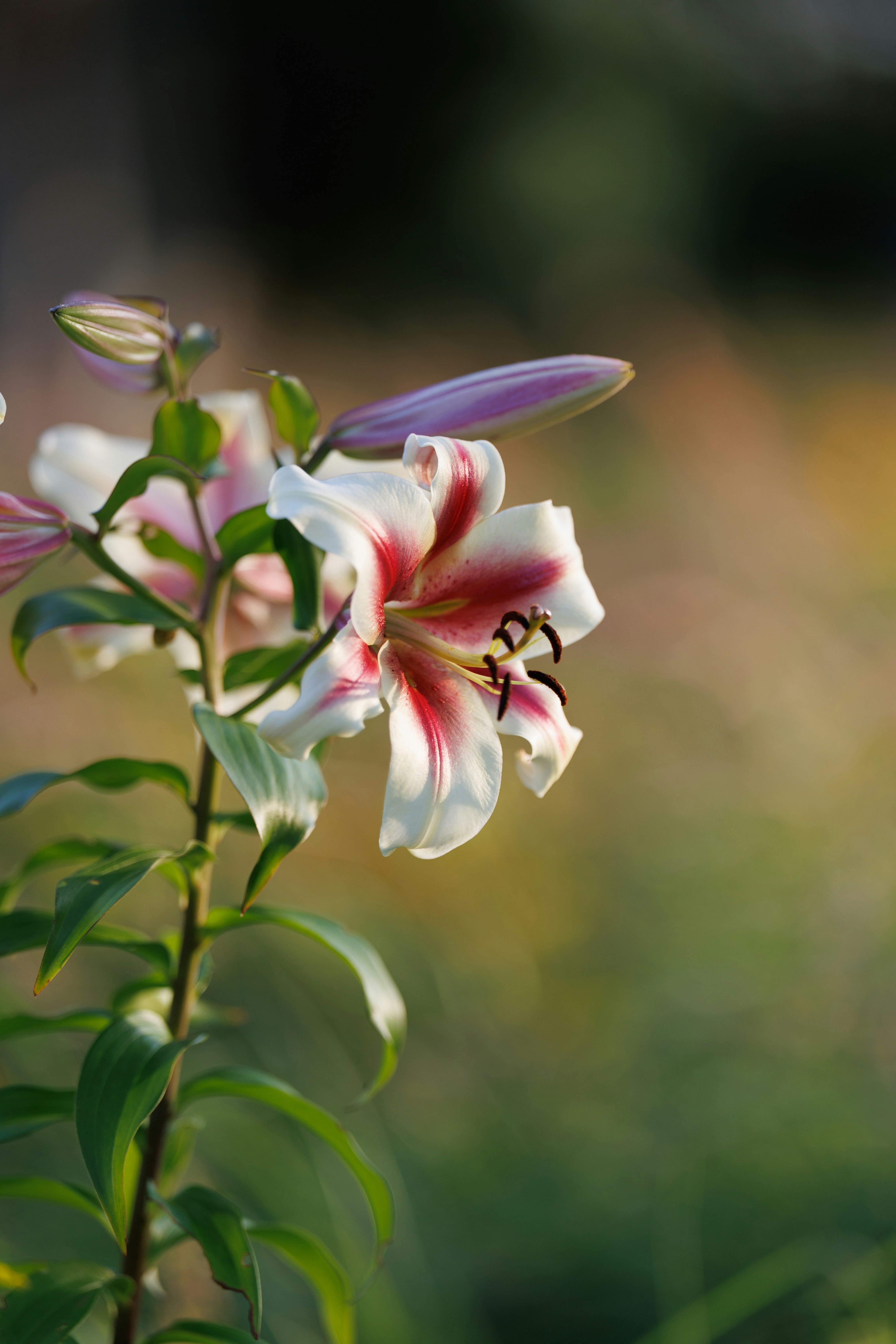 Pink-White Lily in Soft Backlight