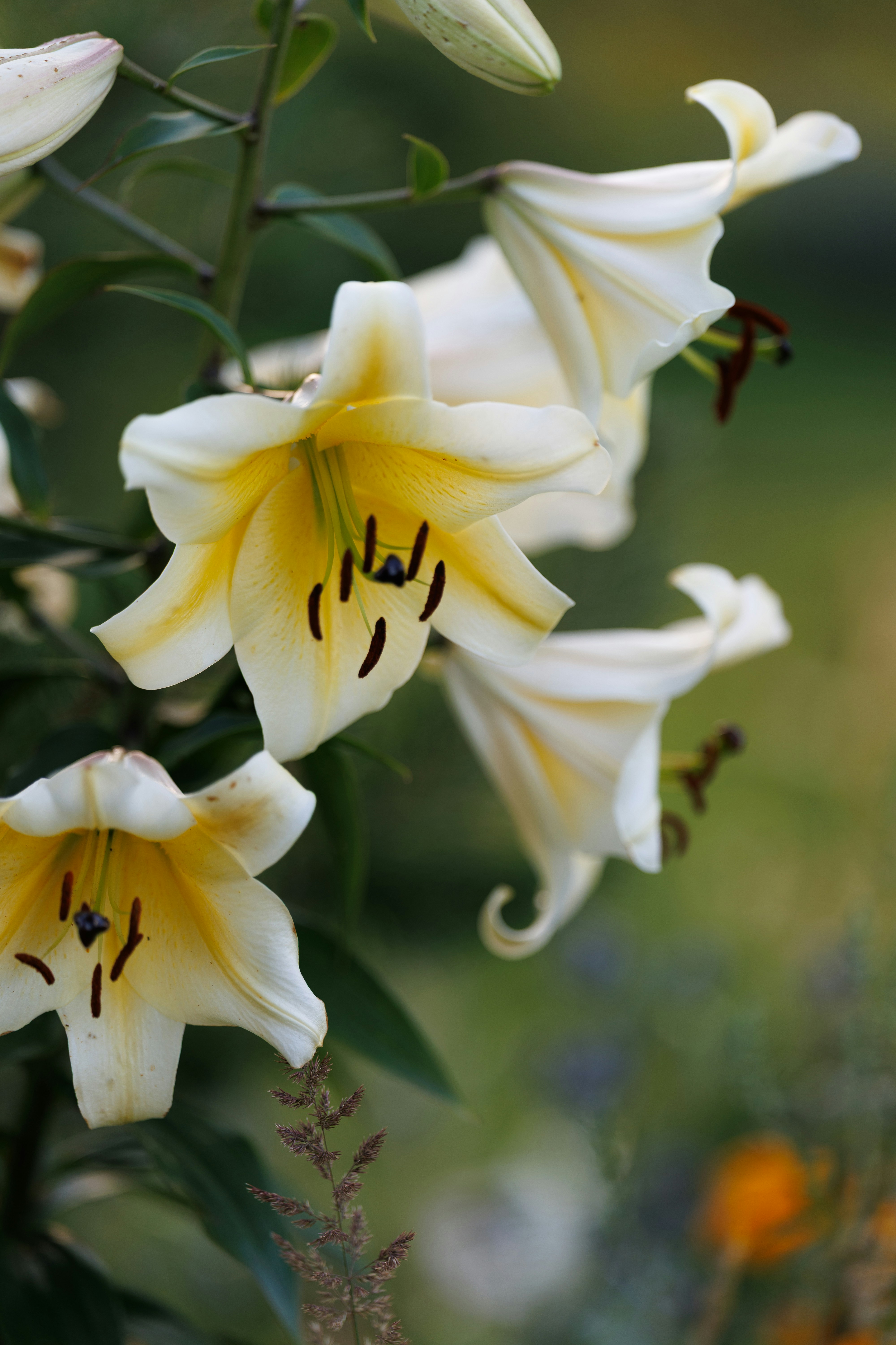 Starlight Lilies: A Gentle Cascade of White with Amber Centers