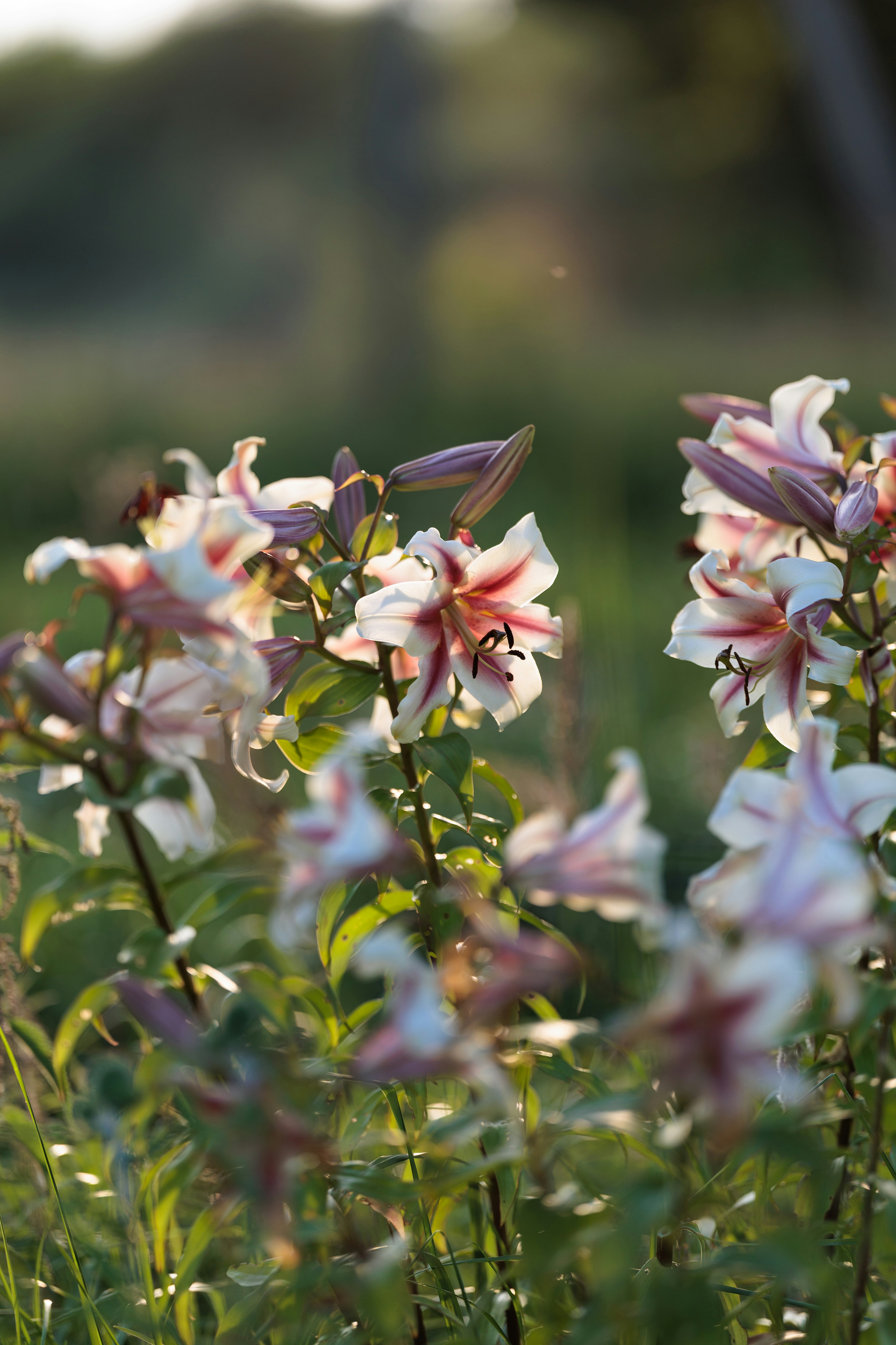 Soft-bloomed Lilies in Evening Light