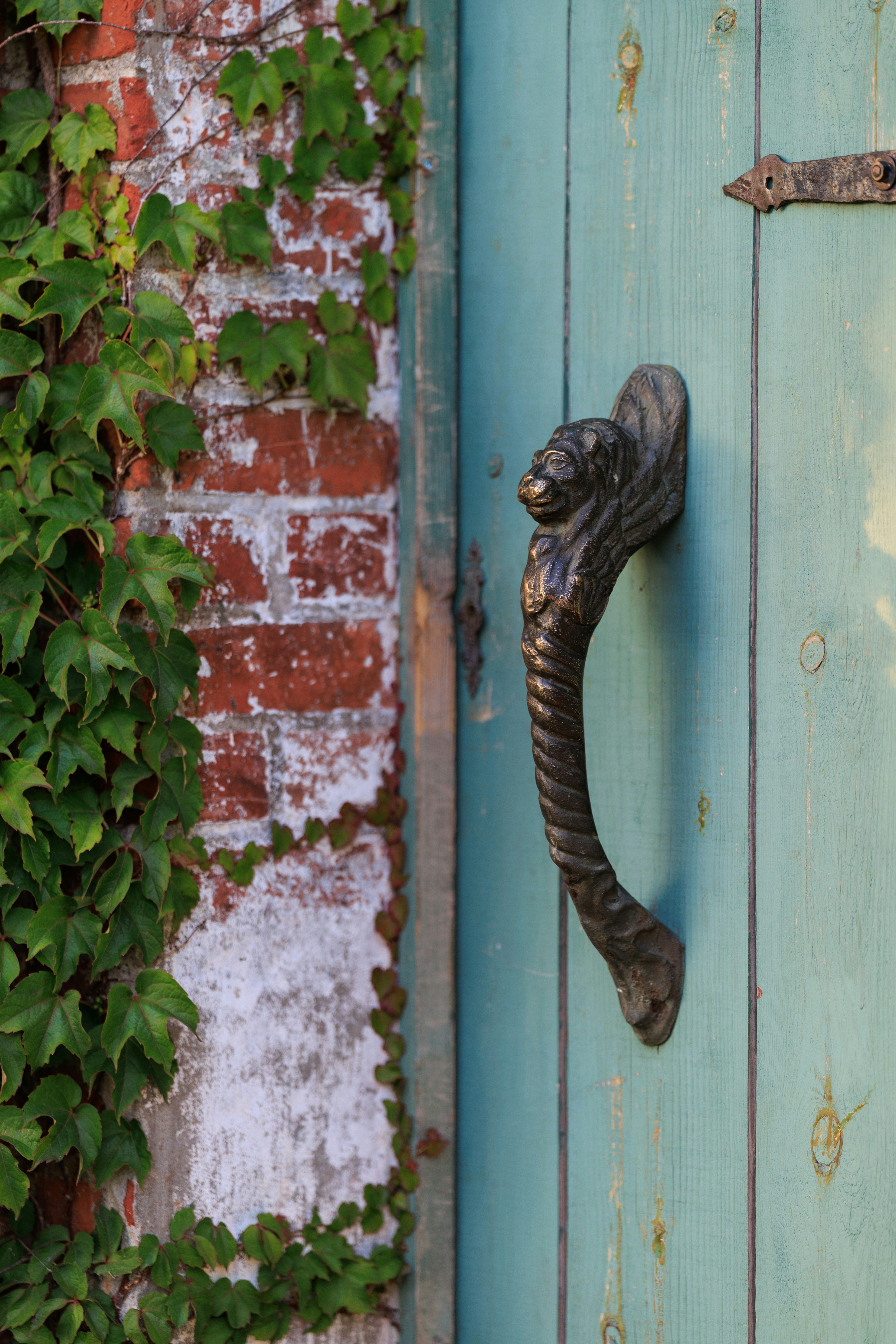 Aged Door with Iron Lion Knocker Embraced by Ivy