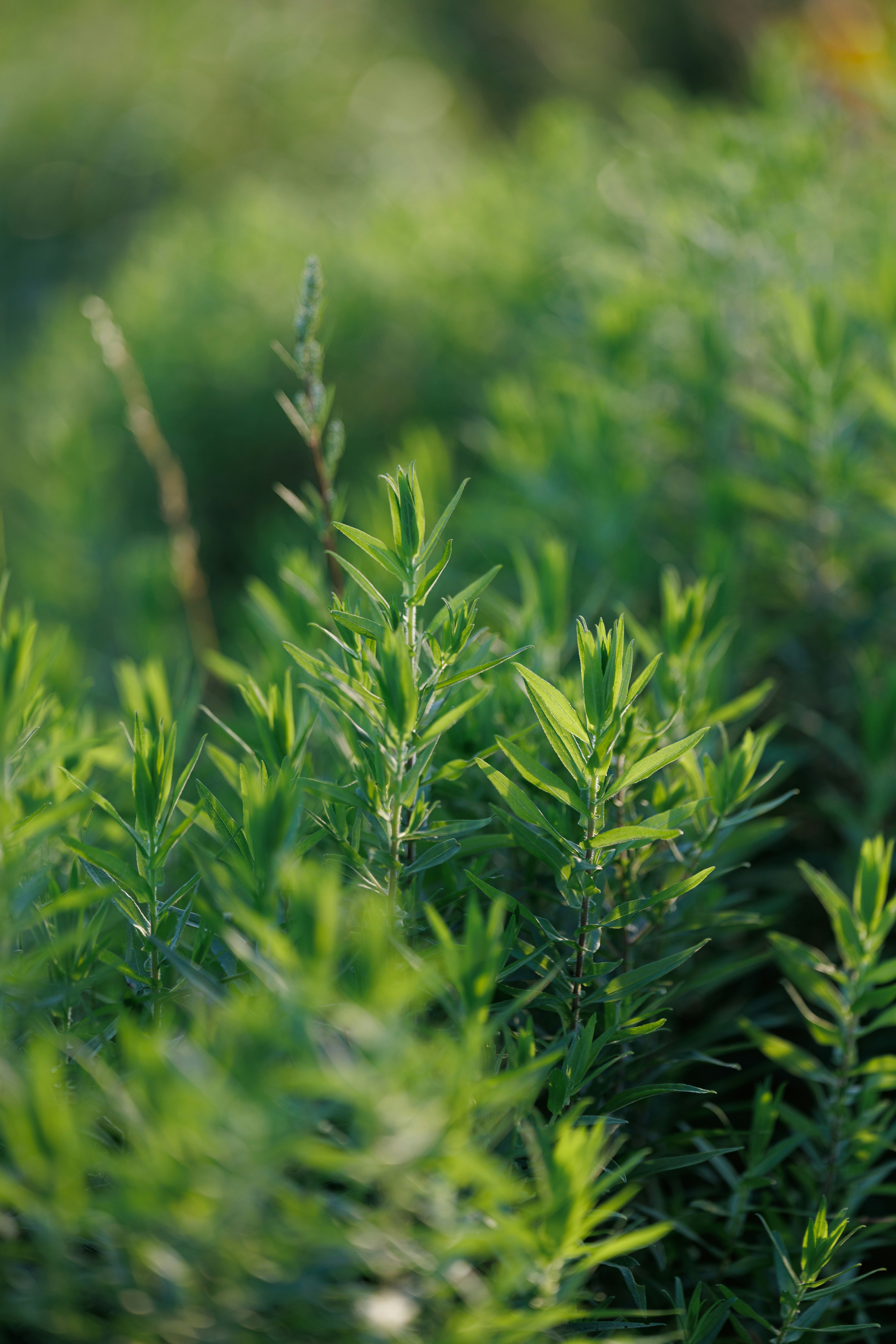 Emerald Sprigs in Soft Sunlight