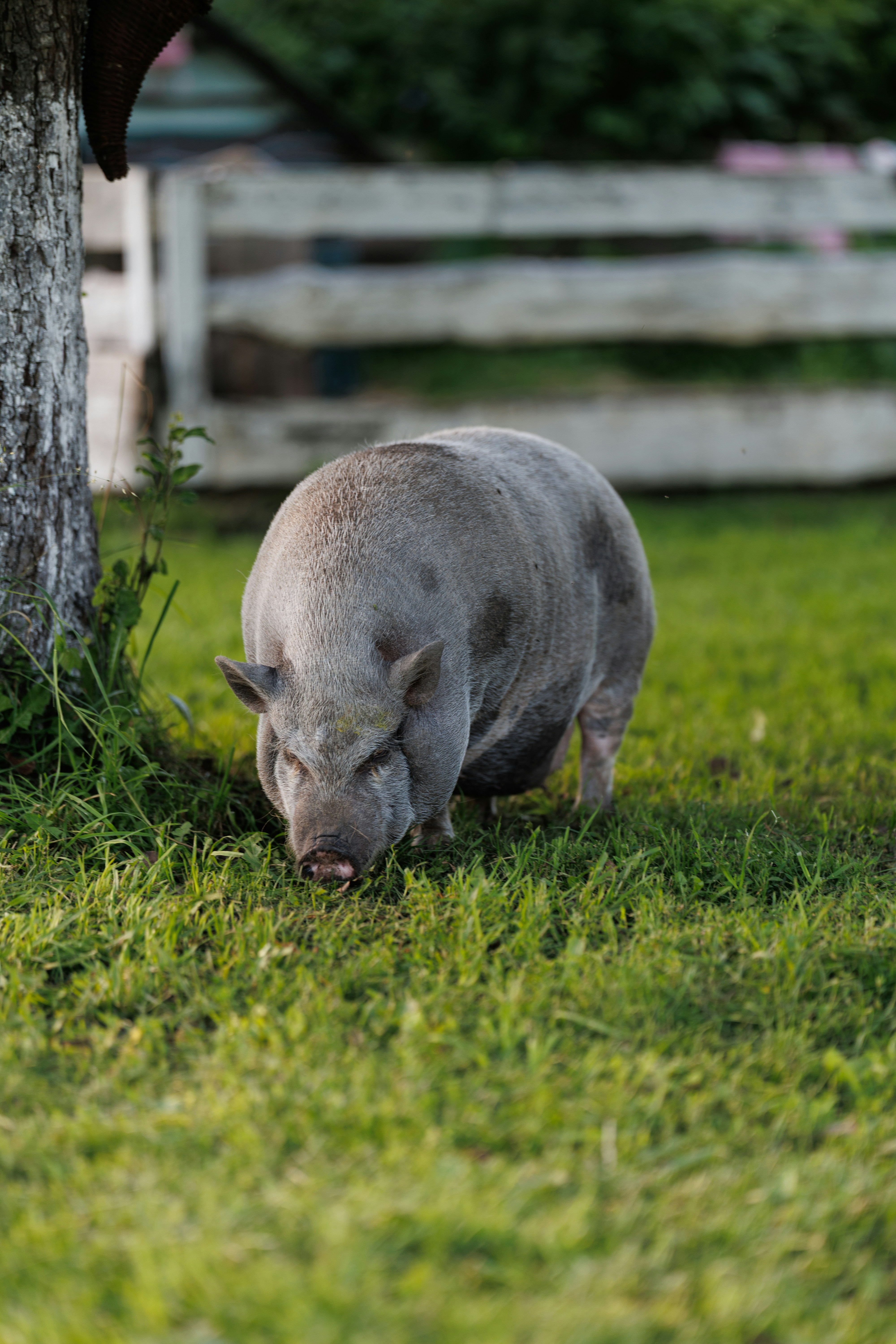 Pasture Roam: A Pig in the Gentle Light by the Fence