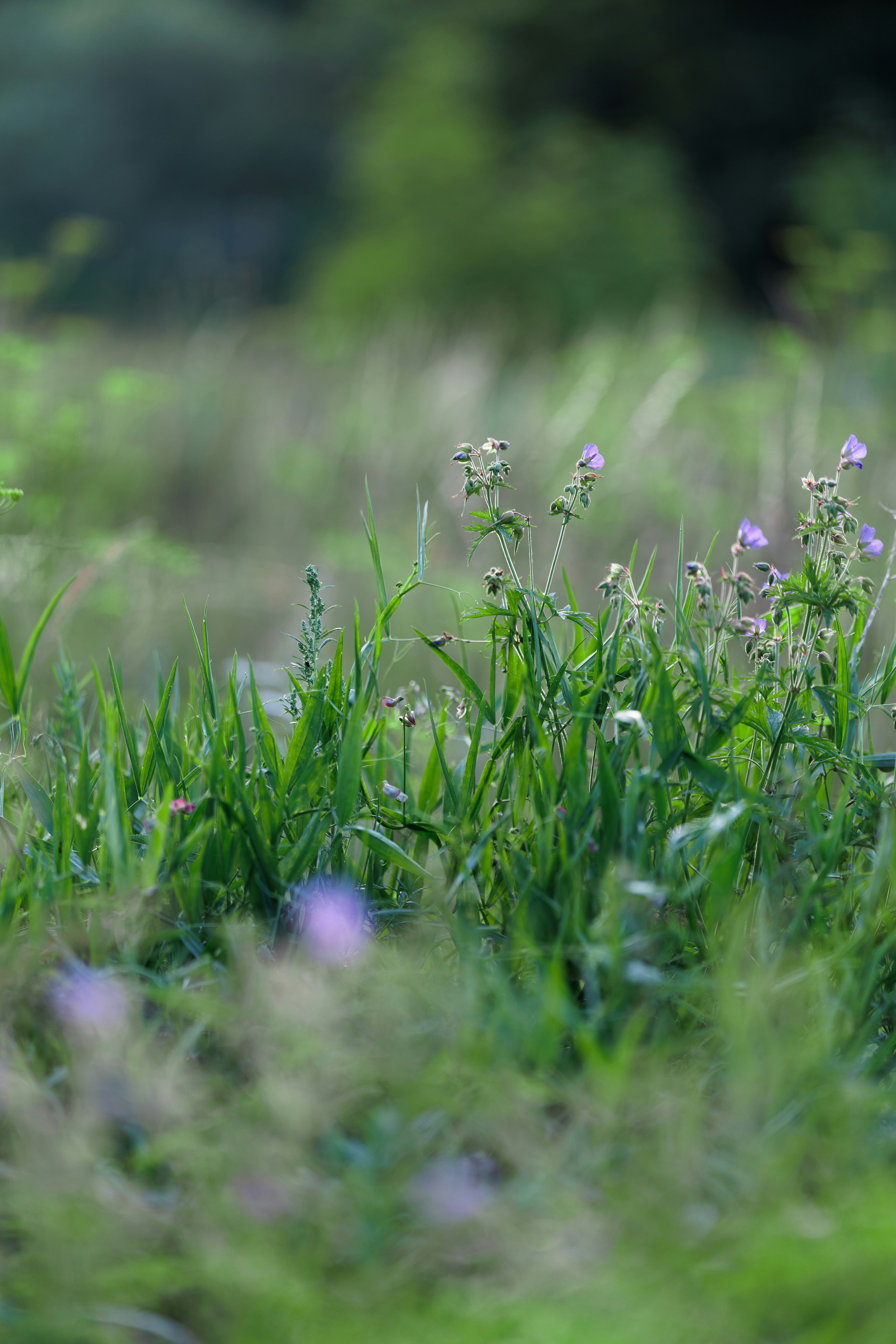 Field Flora in Soft Focus: Wildflowers Reach Toward Summer Light