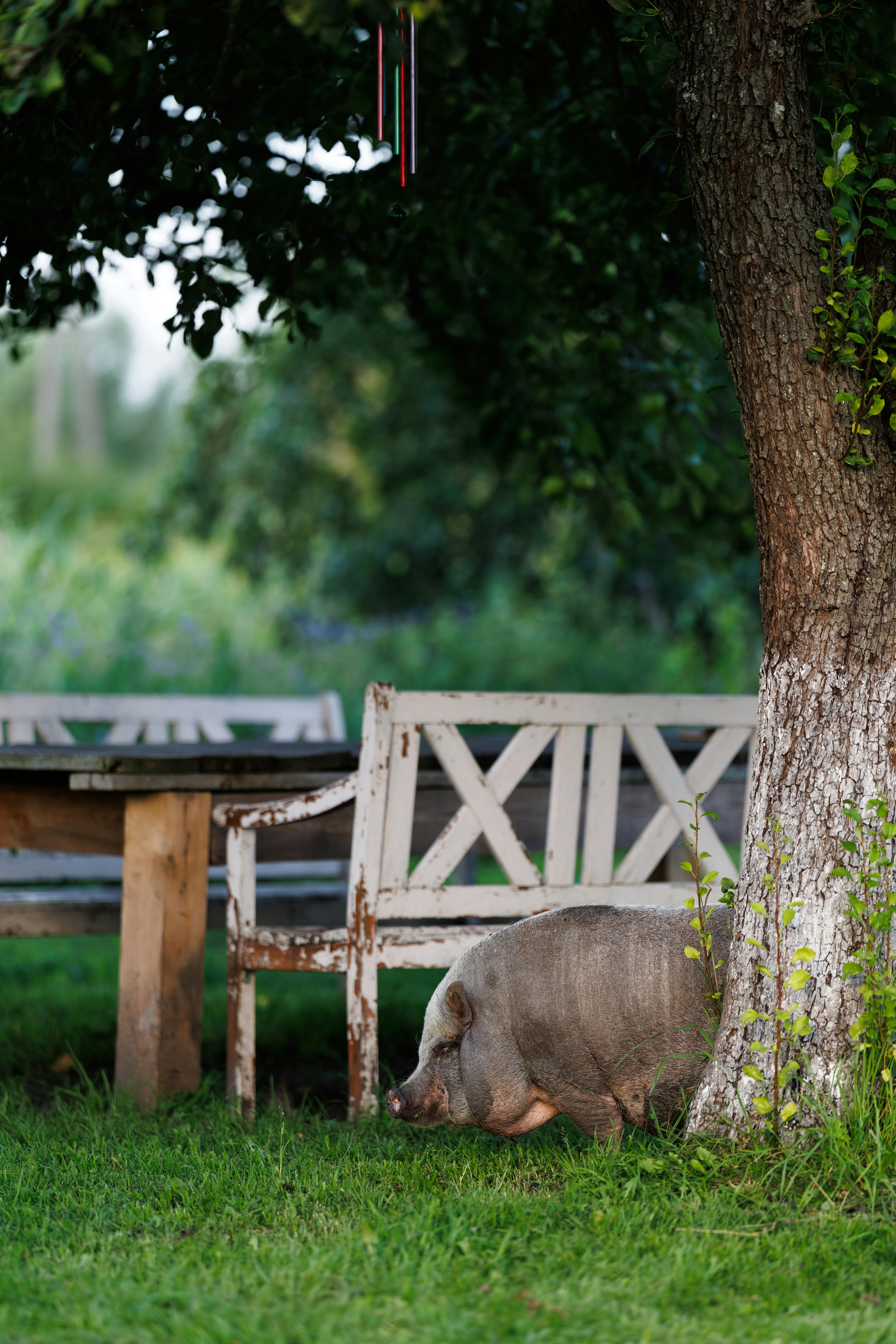 Pig in the Garden: Tranquil yard scene with a resting hog under a tree