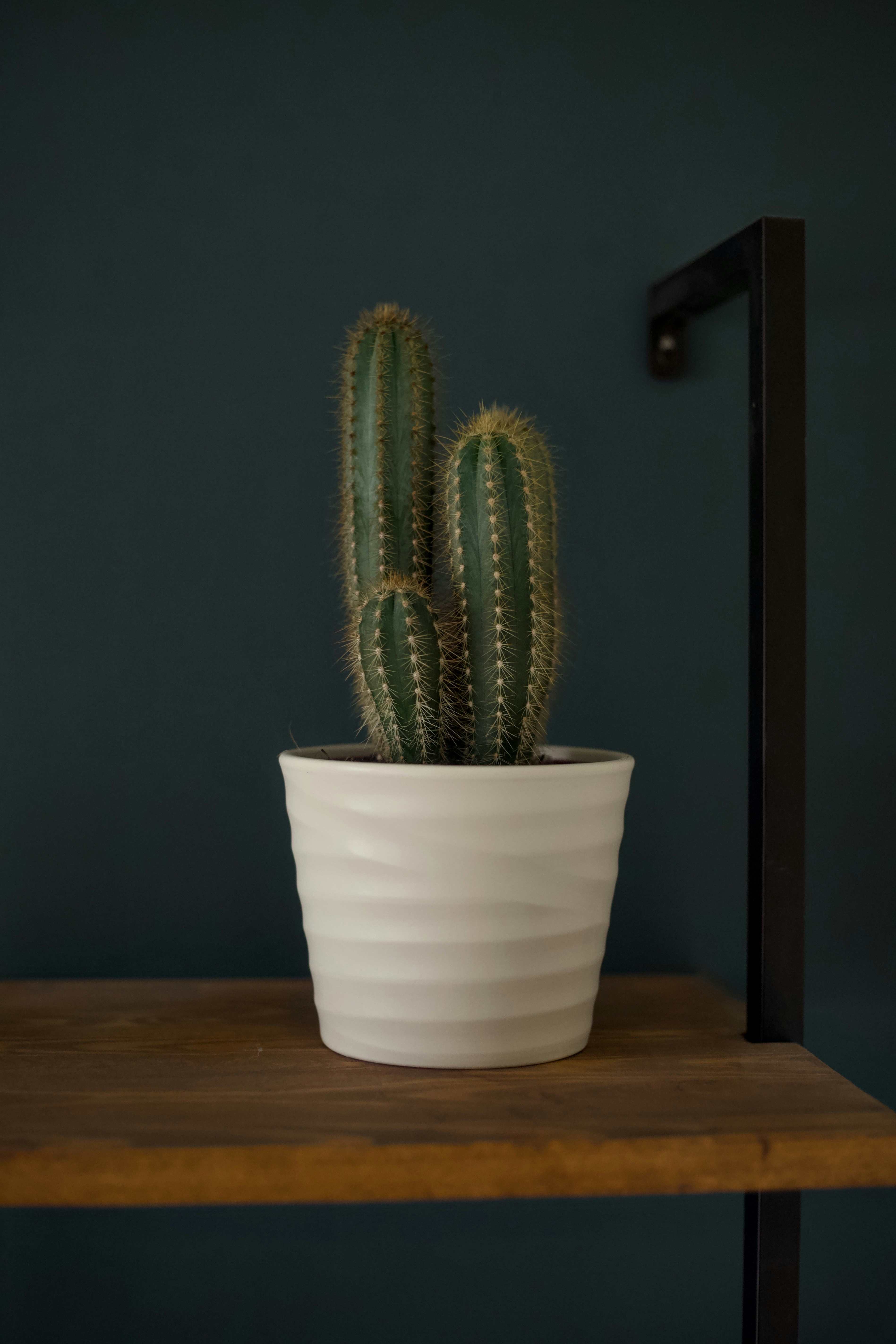 Still Life of a Cactus Trio on a Wooden Shelf