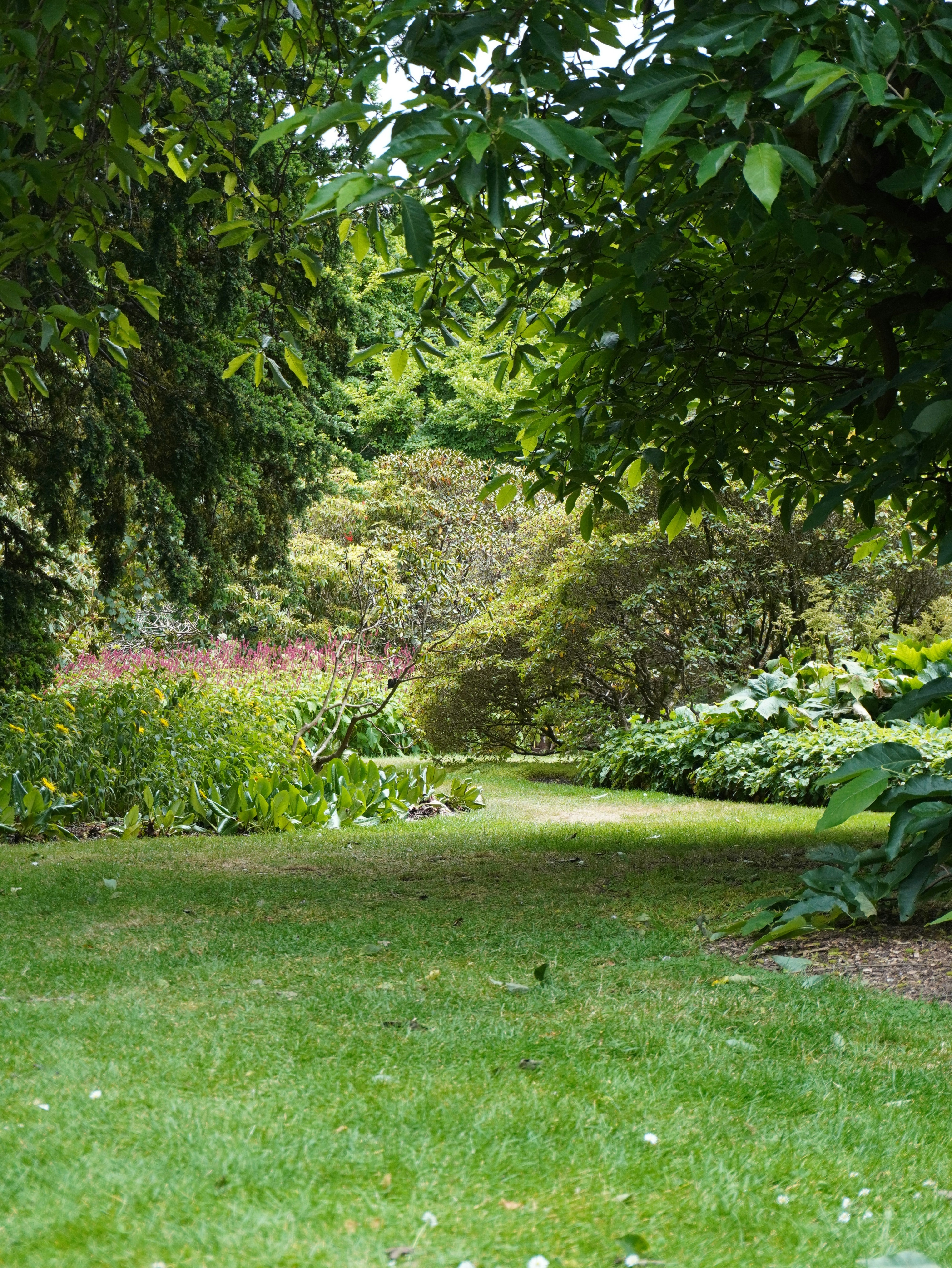 Sunlit Green Corridor: A Quiet Garden Path Framed by Overhanging Foliage