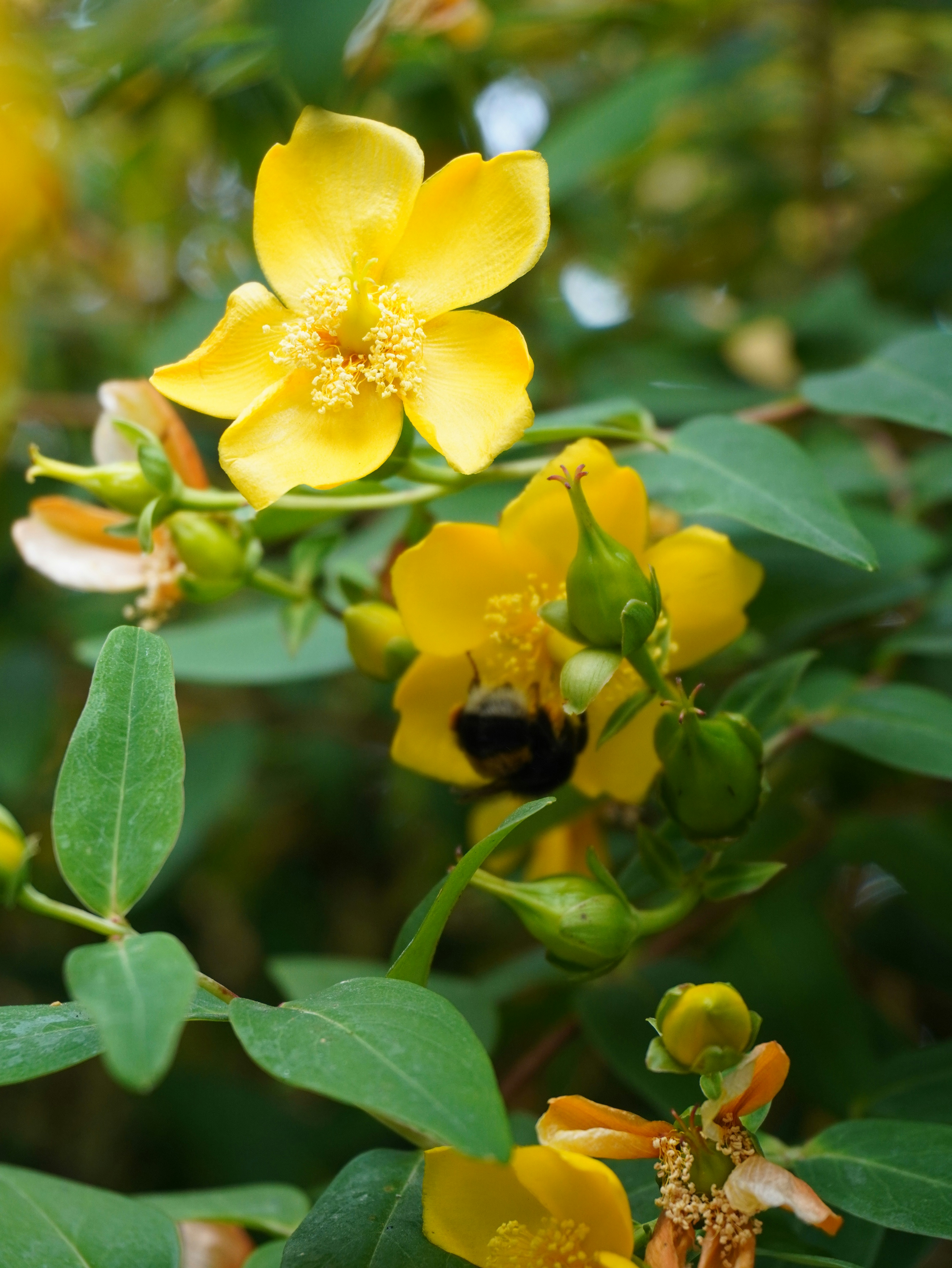 Amber Crown: A Bee Basks Among Golden Petals