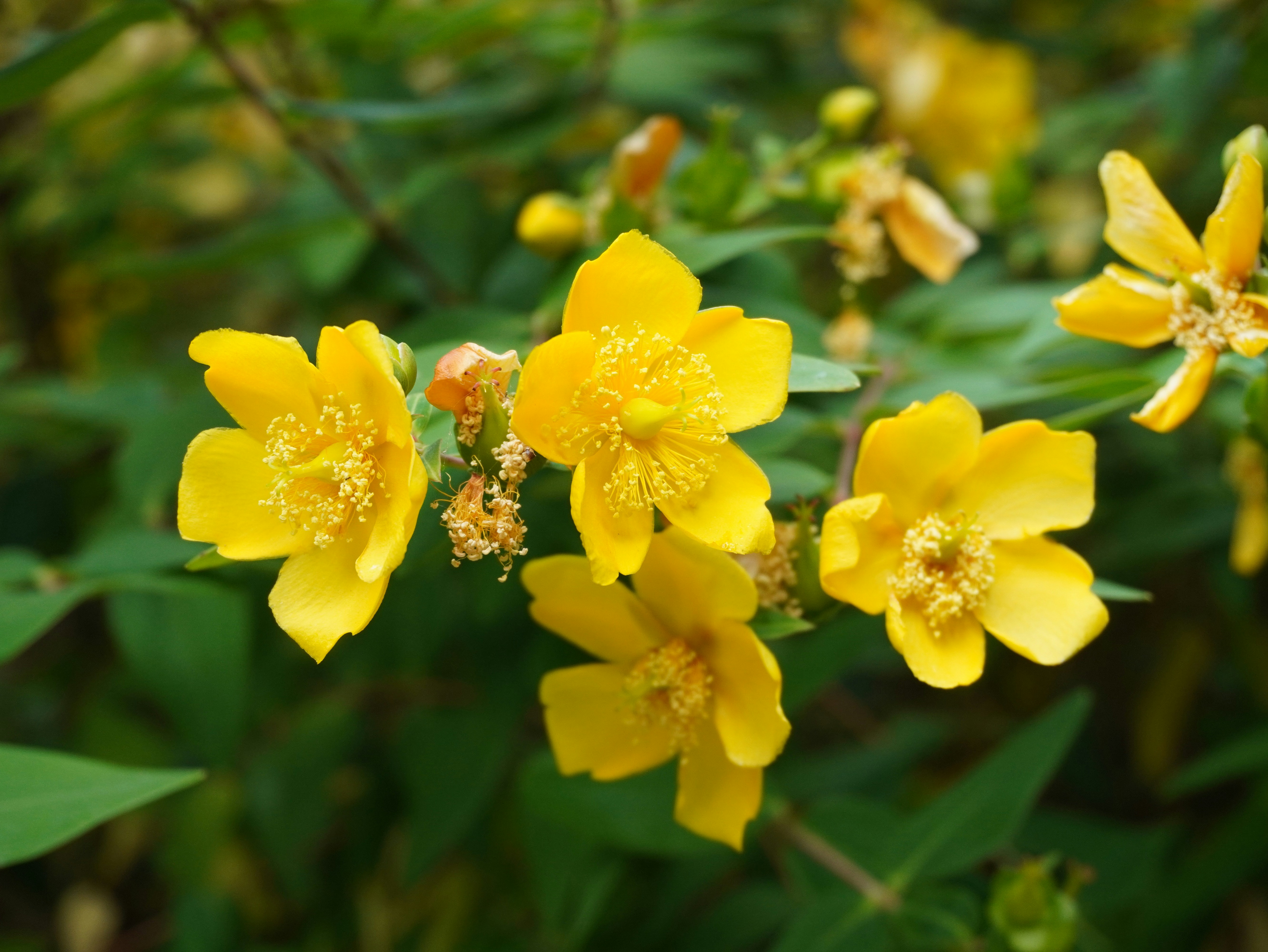 Sunlit Yellow Blooms: A Close-Up of Golden Petals and Pollinators in a Lush Garden