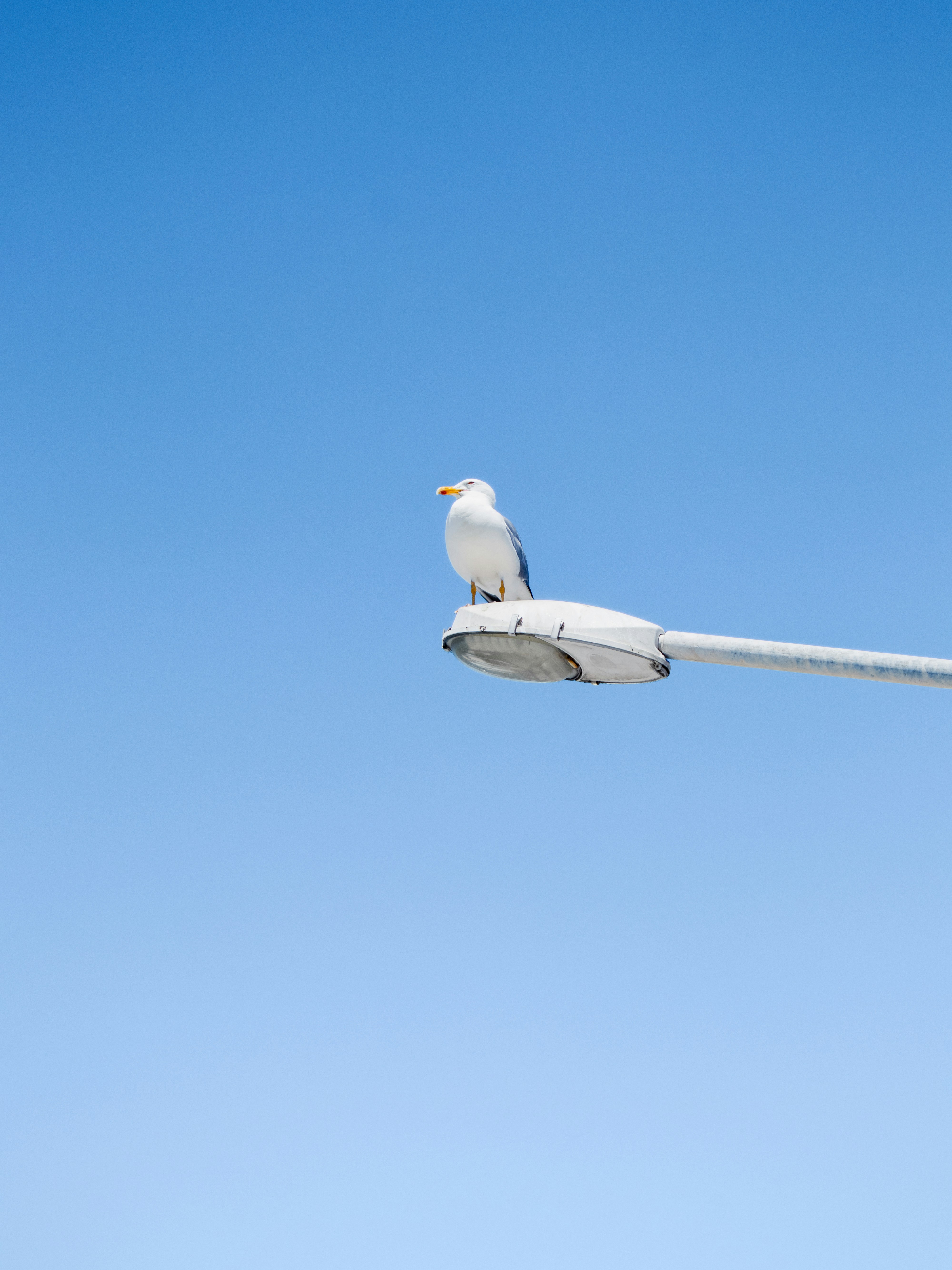 Seagull perched on a streetlamp against a clear blue sky, isolated and serene. A minimal urban scene highlighting the bird and the simple geometry of the lamp.
