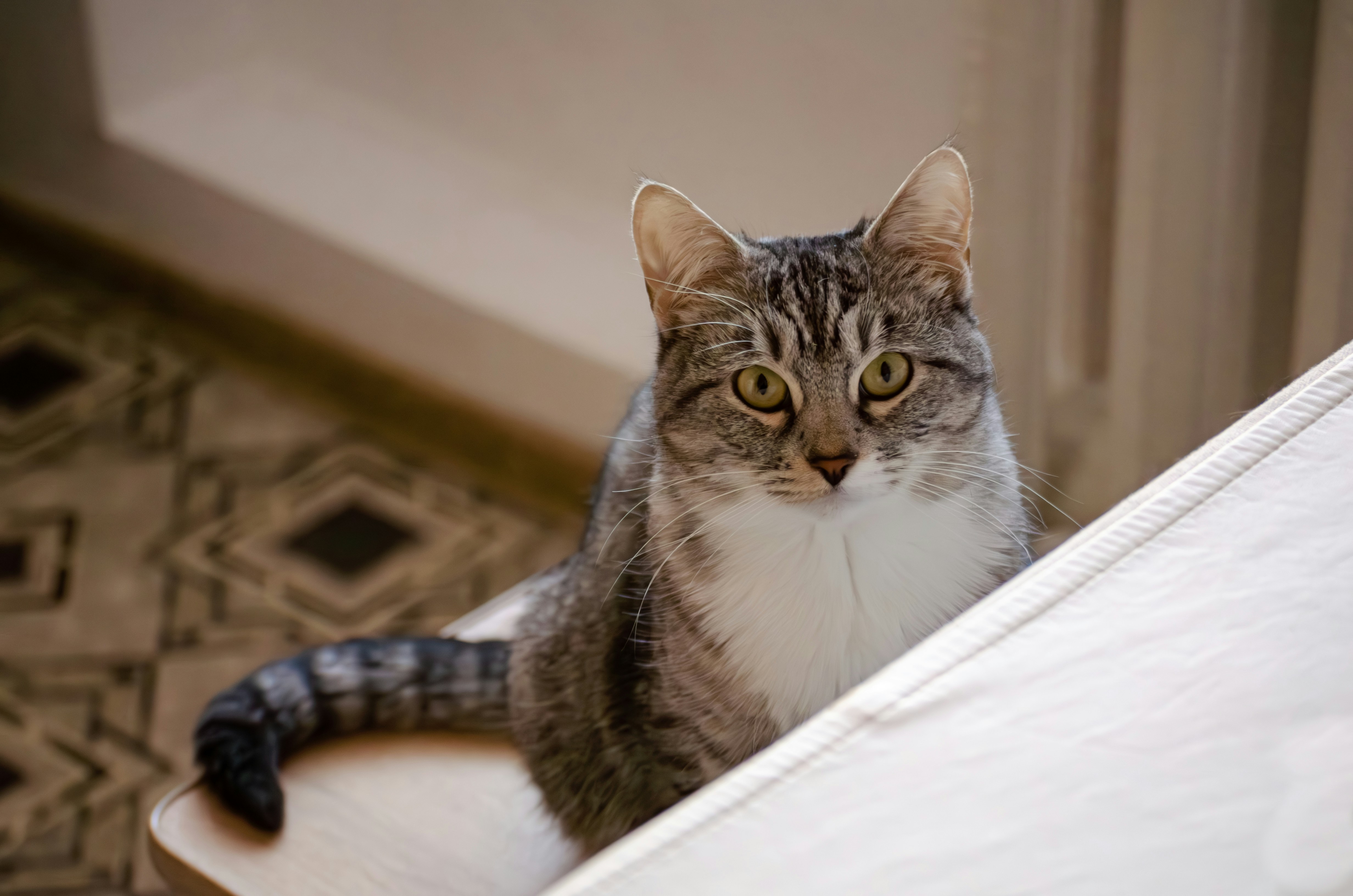 Bright-eyed Cat Perched at a White Stair Edge