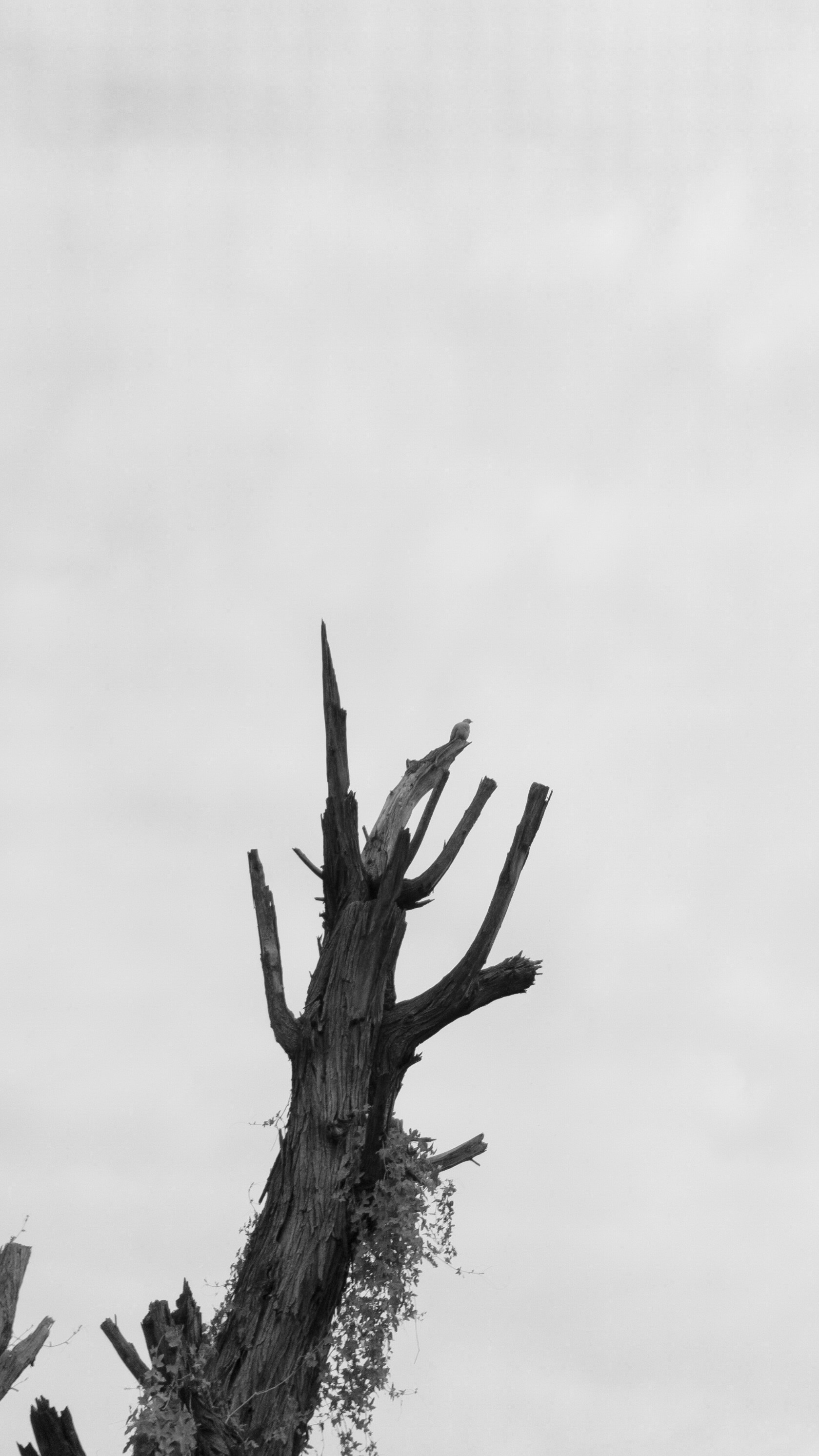 A stark, minimalist monochrome capture featuring a single small bird perched atop a bare, weathered tree trunk. Set against an expansive pale sky, the high-contrast silhouette evokes a sense of stillness, quiet isolation, and peaceful solitude.