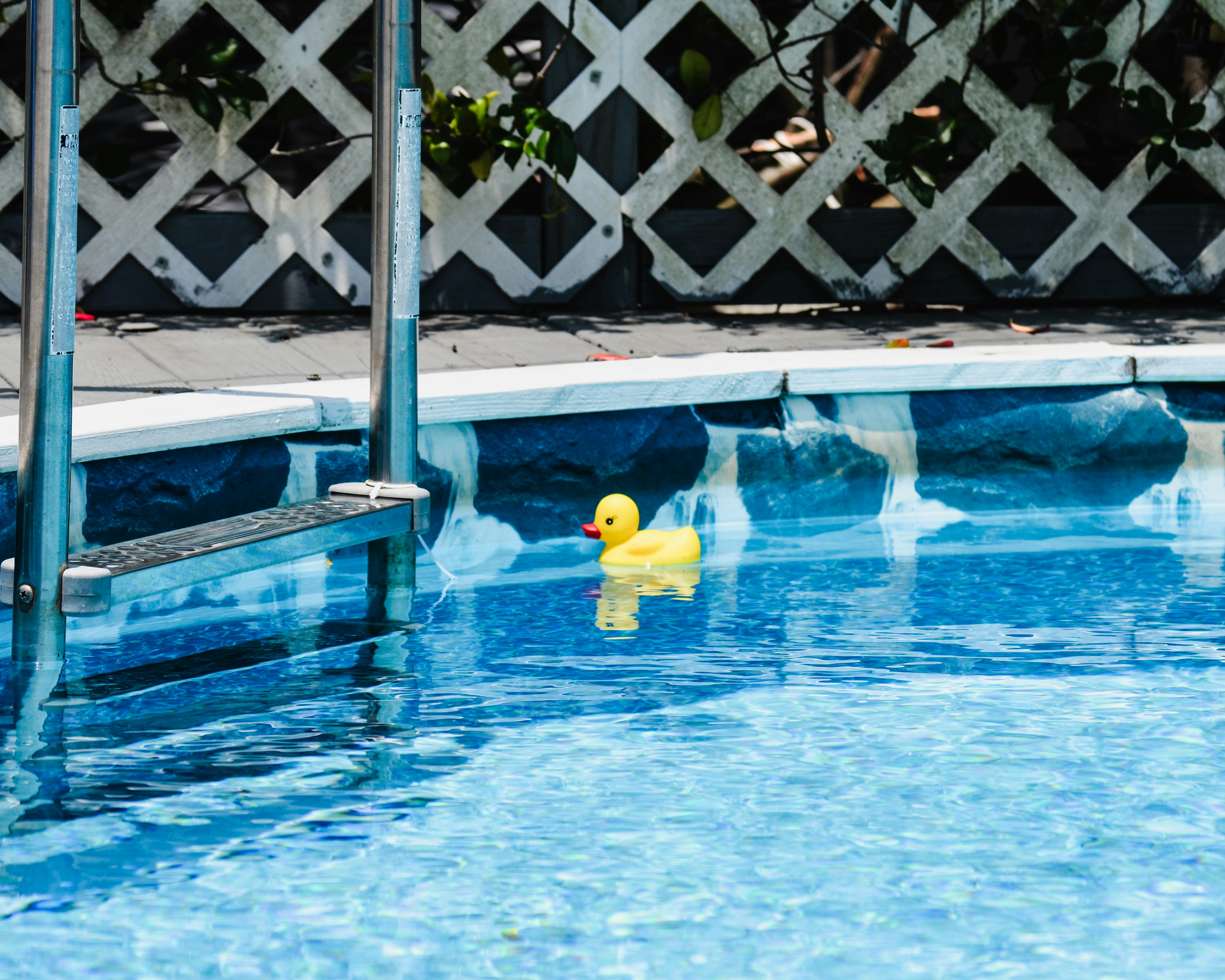 Bright yellow rubber duck floats near pool edge against blue water and lattice wall background. Clean, simple scene focusing on the toy in a sunny courtyard pool.