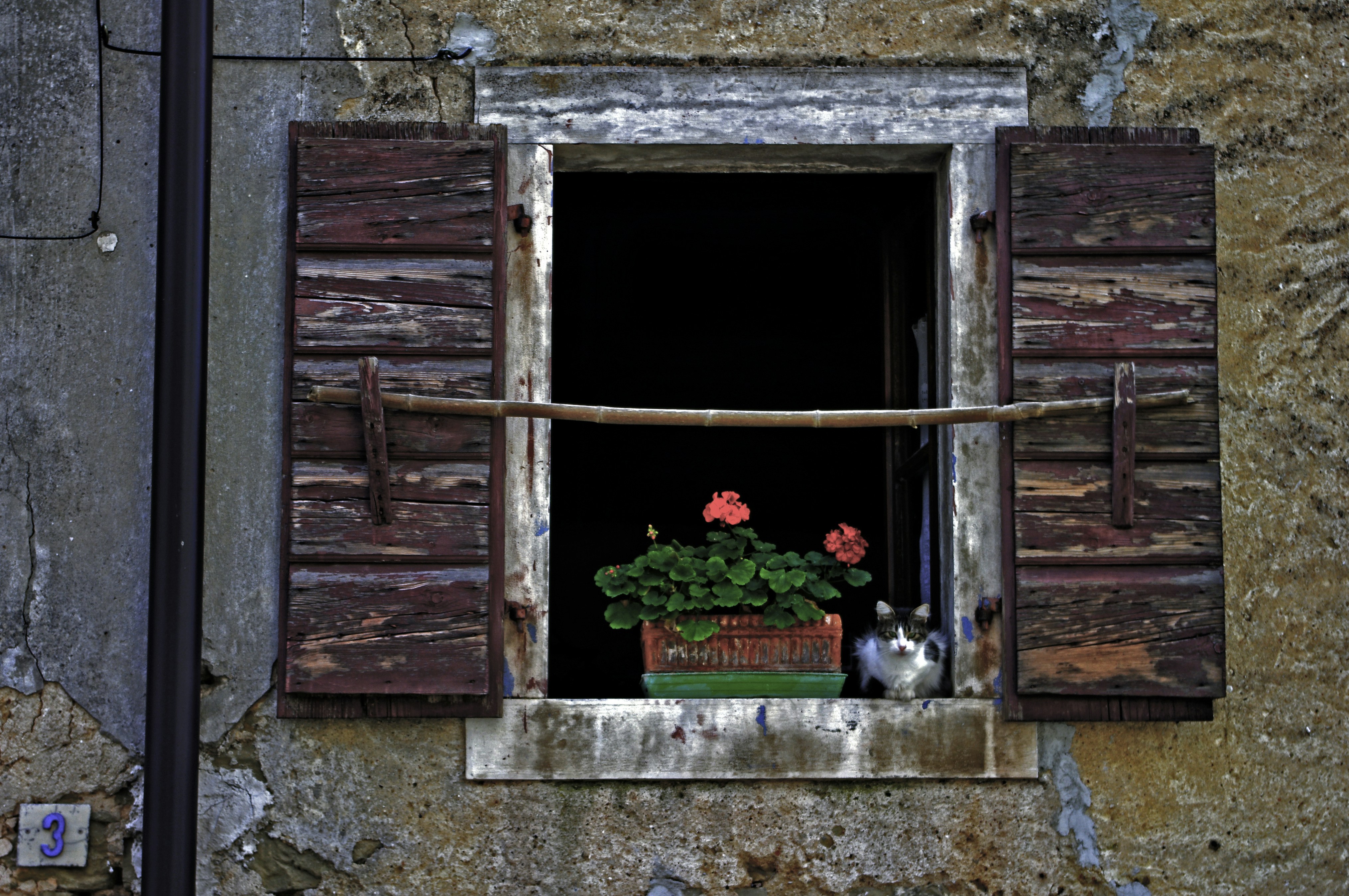 Weathered Window, Blooming Basket, and a Curious Cat