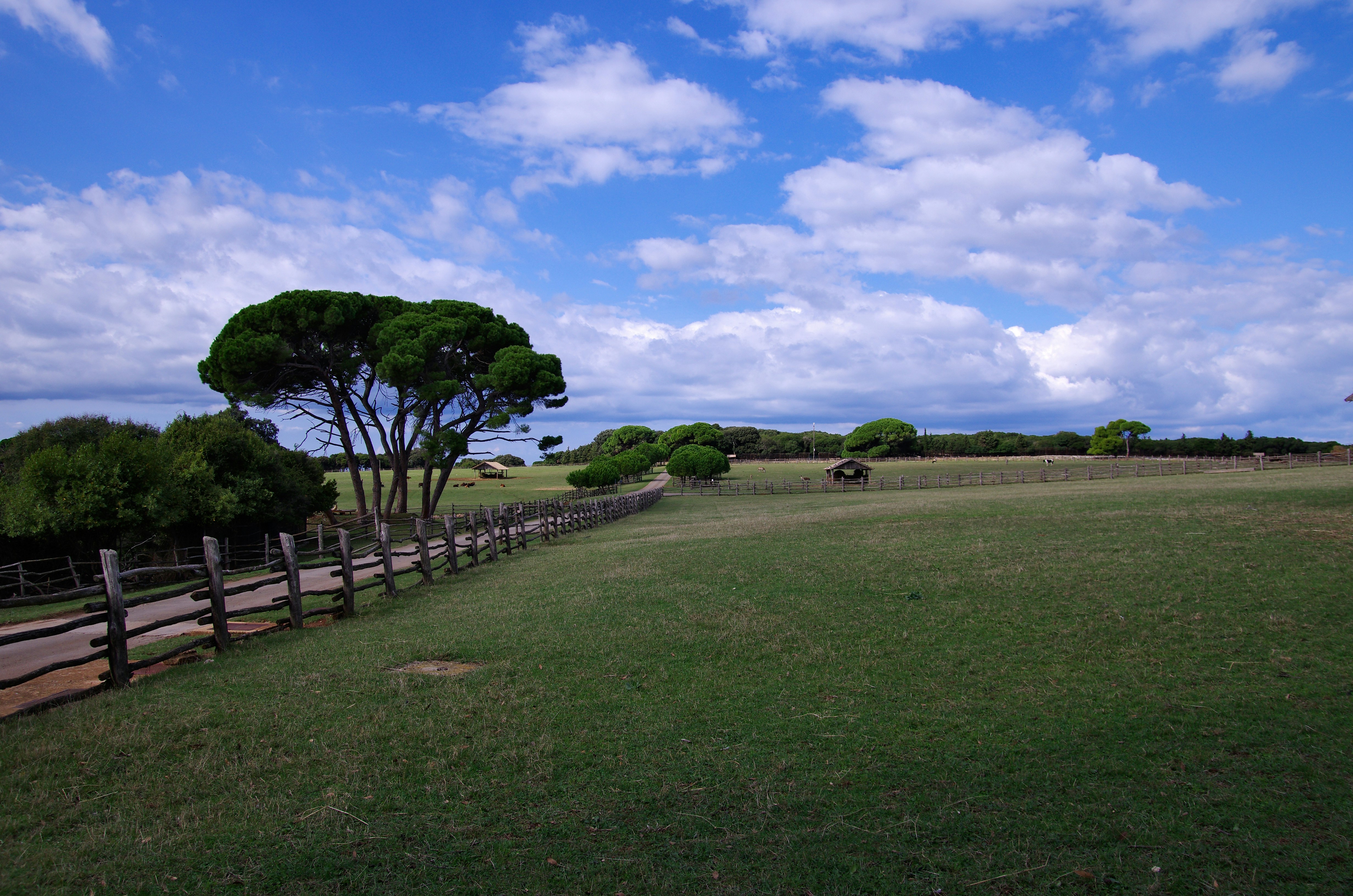  Lone Tree Arc: A Wind-Carved Horizon along a Rails-and-Grass Range