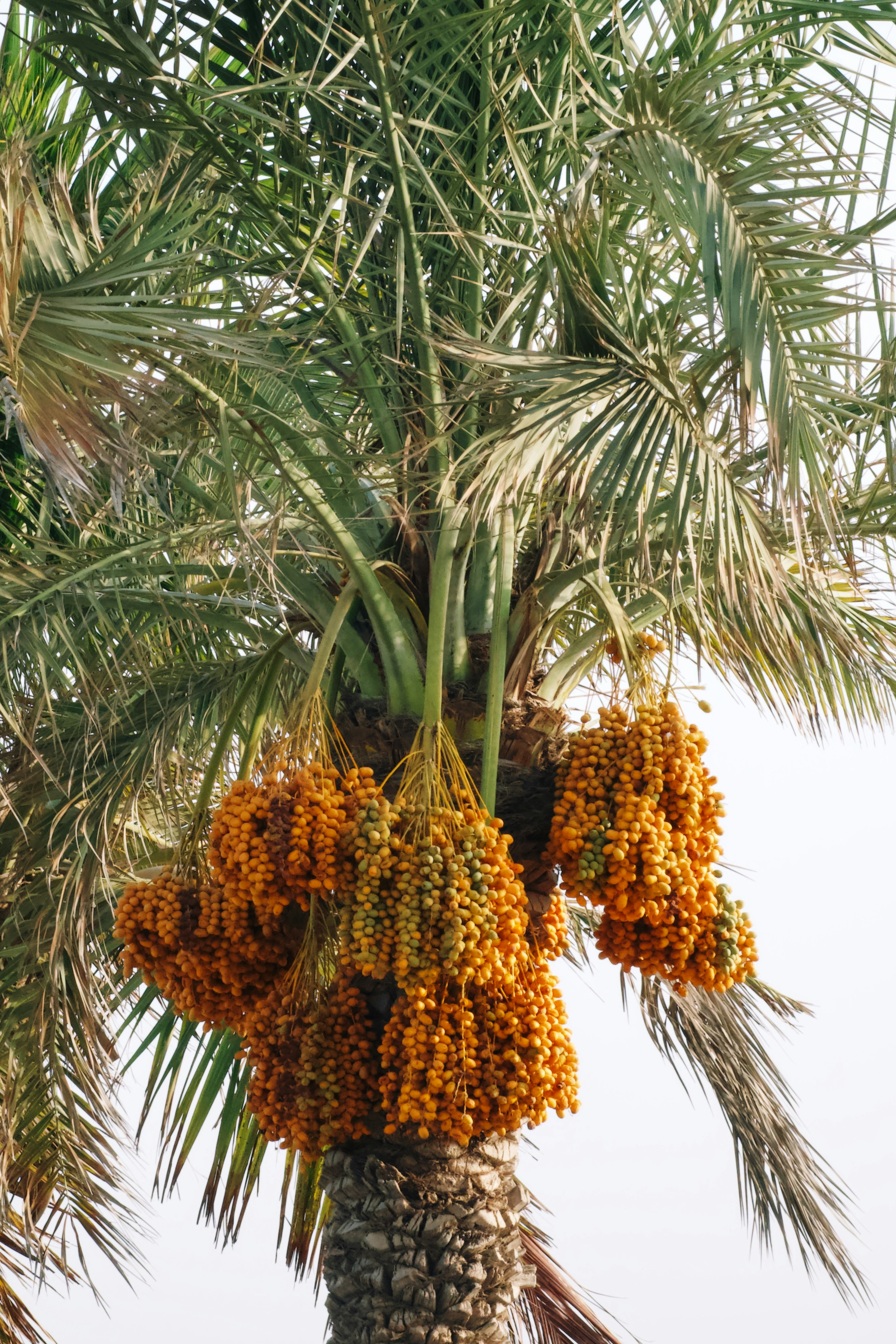Bundles of sunlit fruit on a palm tree