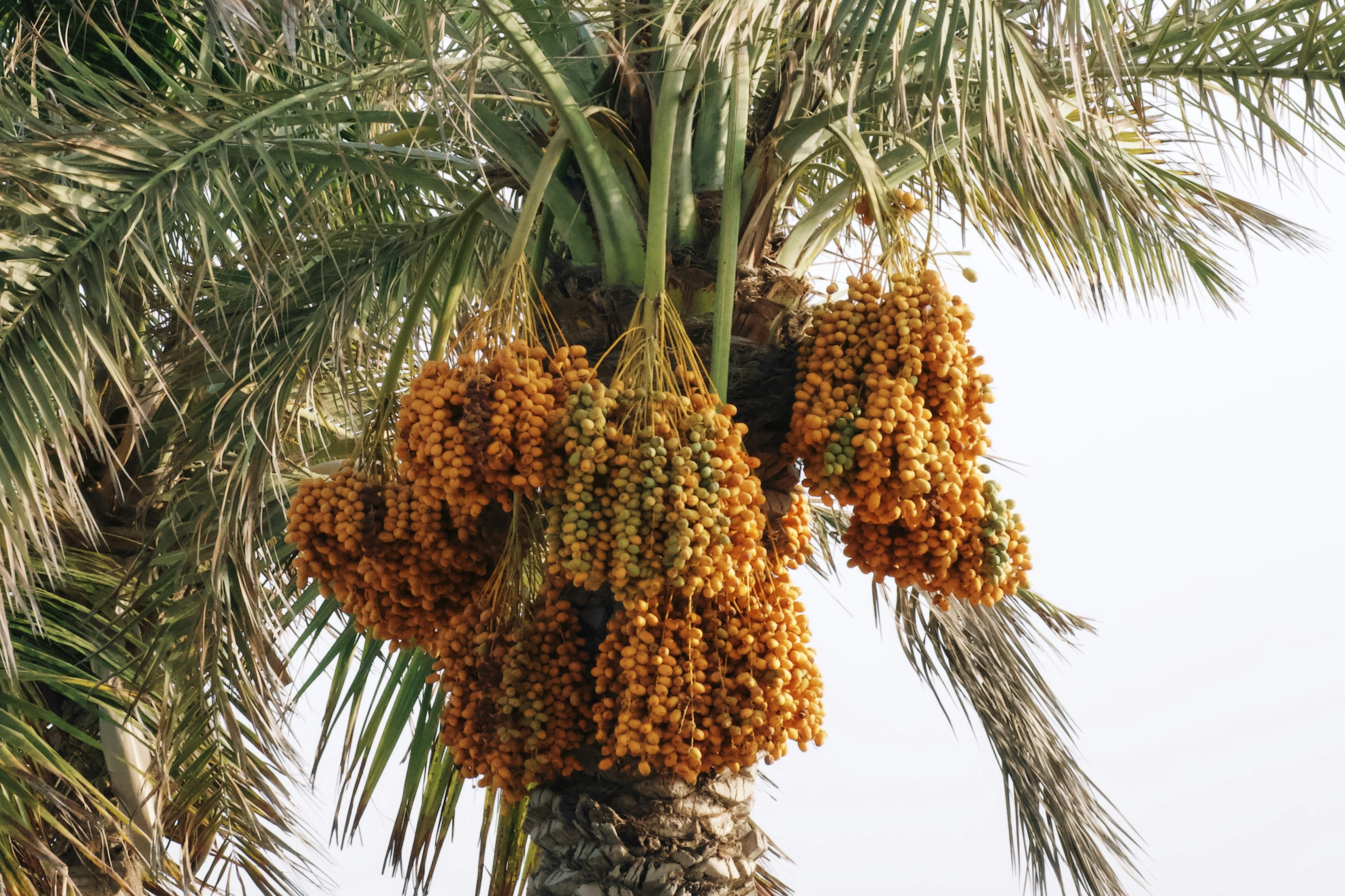 Vibrant clusters of orange date-like fruit hang from a palm trunk against a bright sky, with fronds framing the composition.
