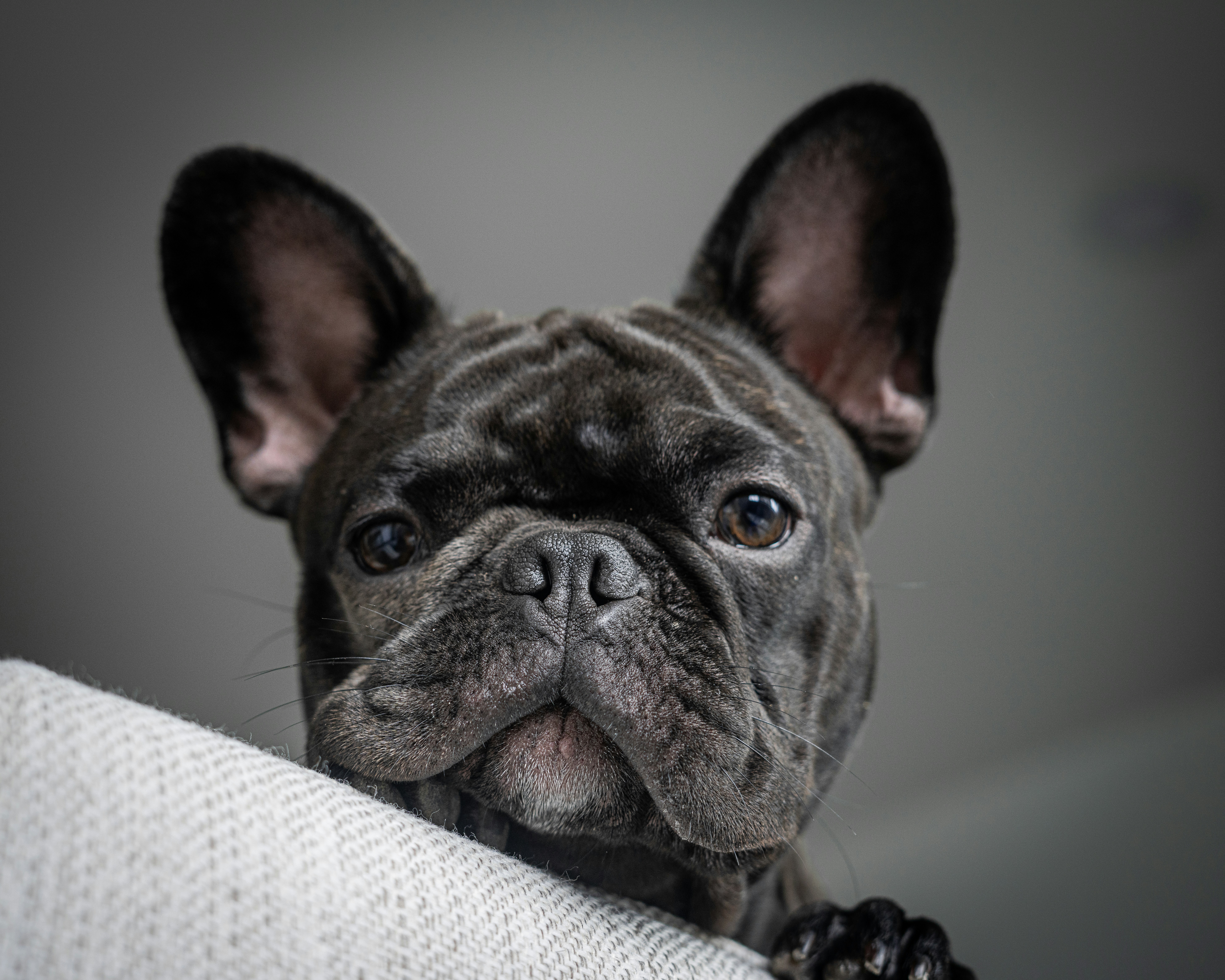 Close-Up of a French Bulldog: Soft Coat, Watchful Eyes