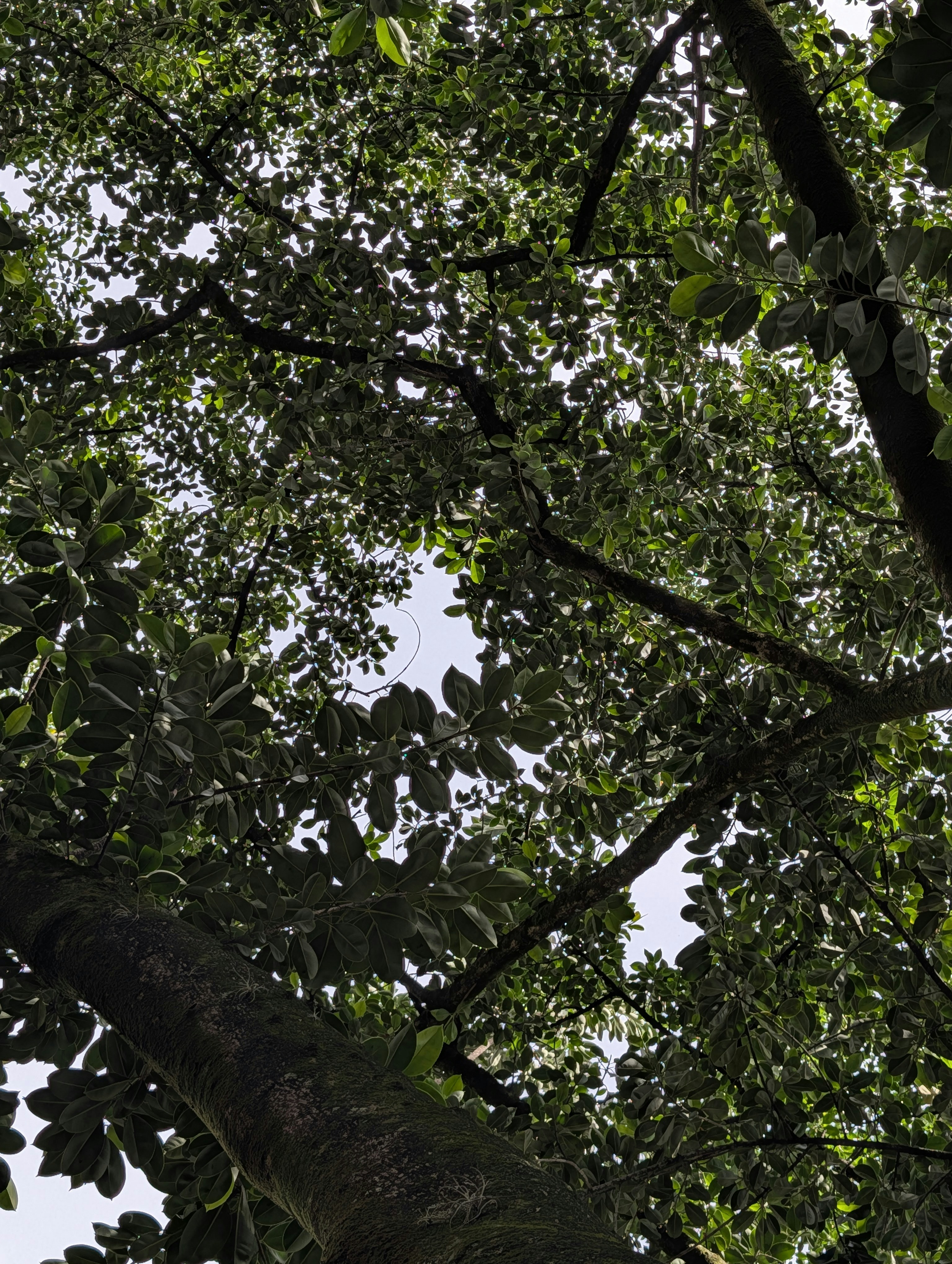 Veil of Leaves: Sunlit Canopy from Below