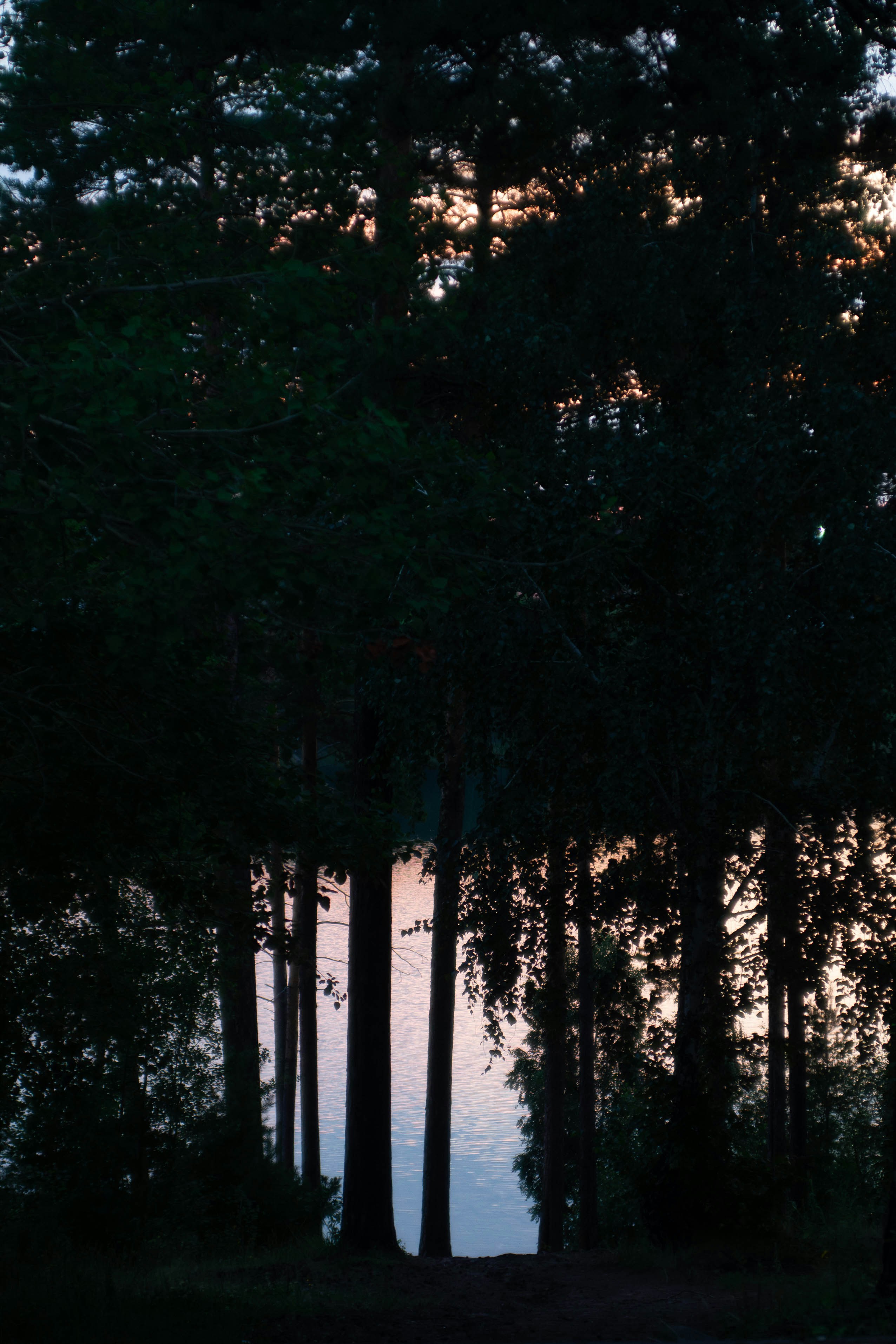 Silhouetted Pines guarding a lake at dusk