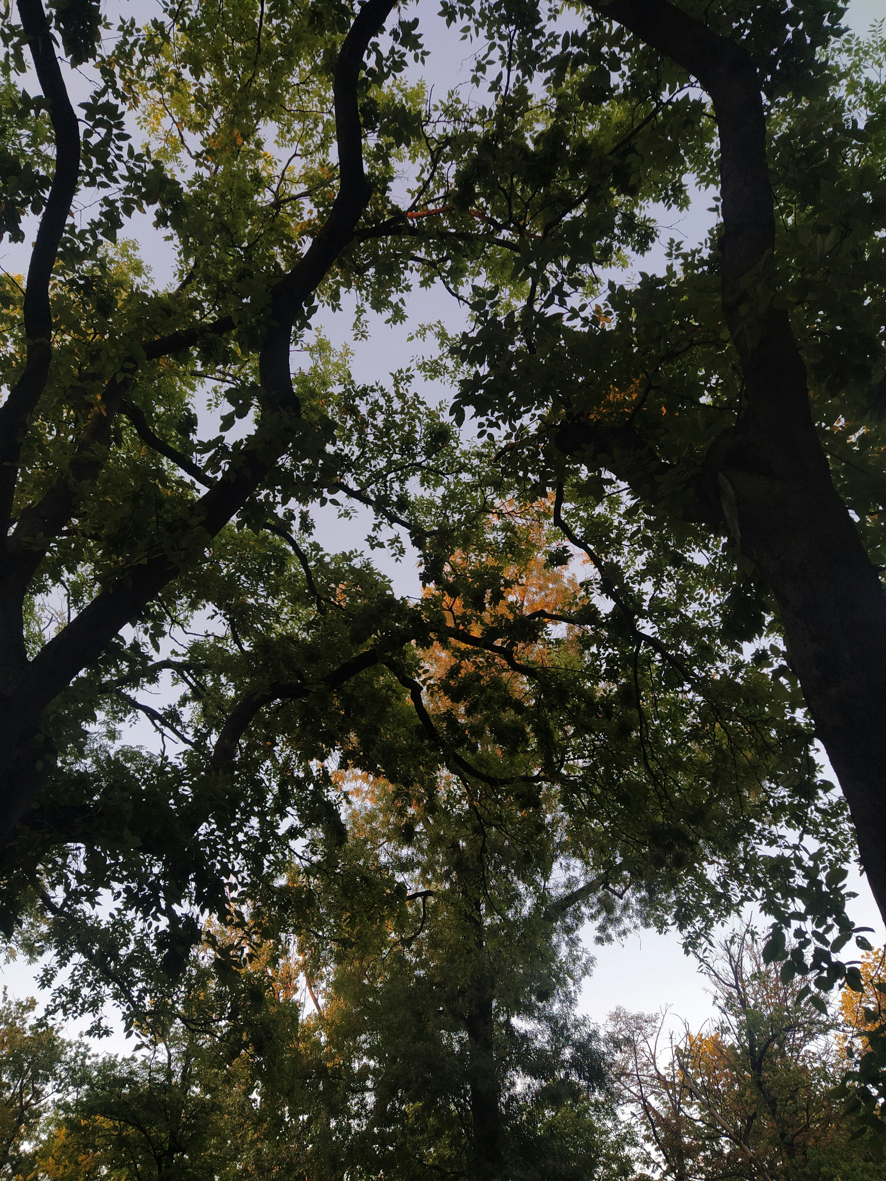 Canopy Convergence: Sunlight Through Autumn Leaves