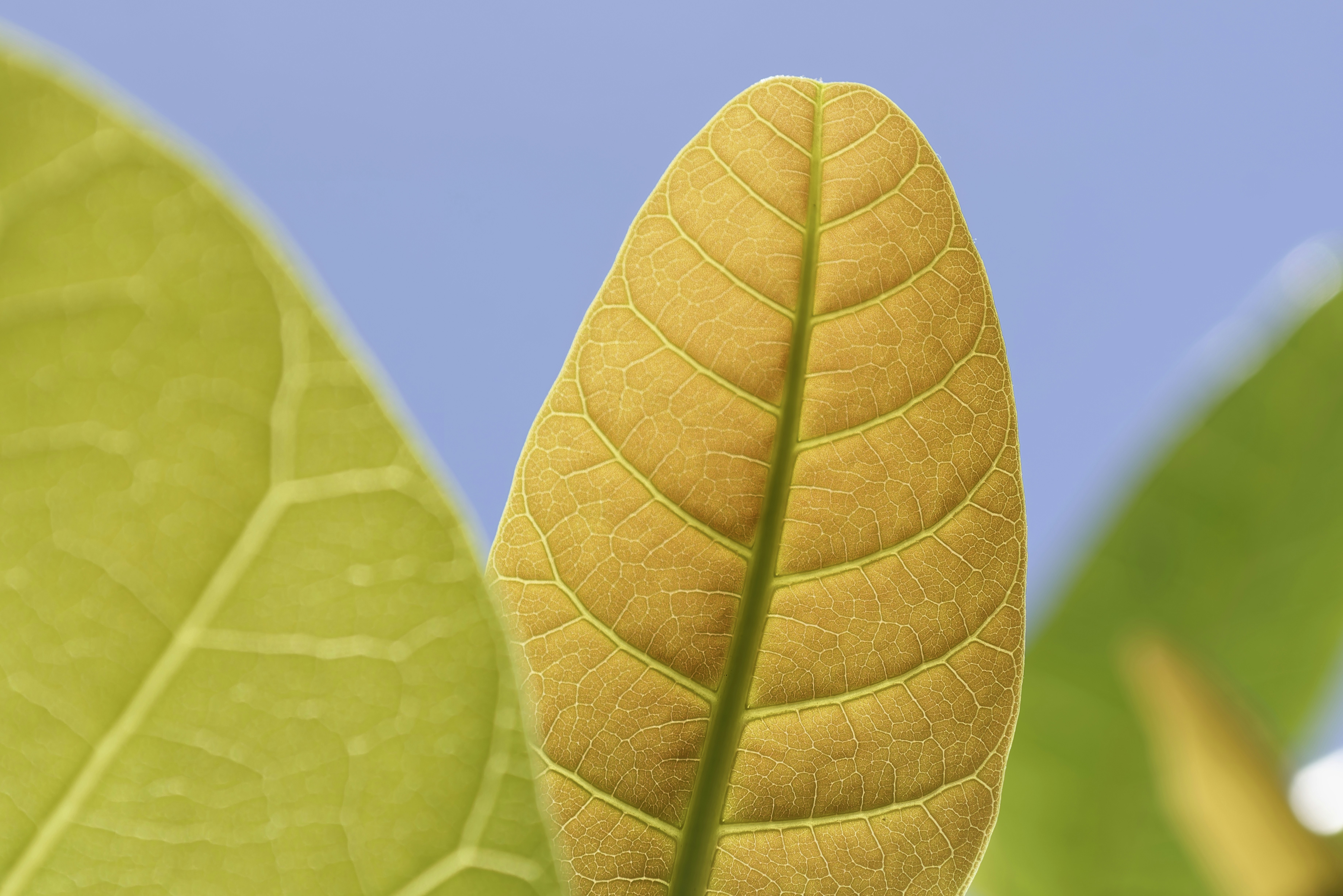 Close-Up of a Golden Veined Leaf Against a Cerulean Sky