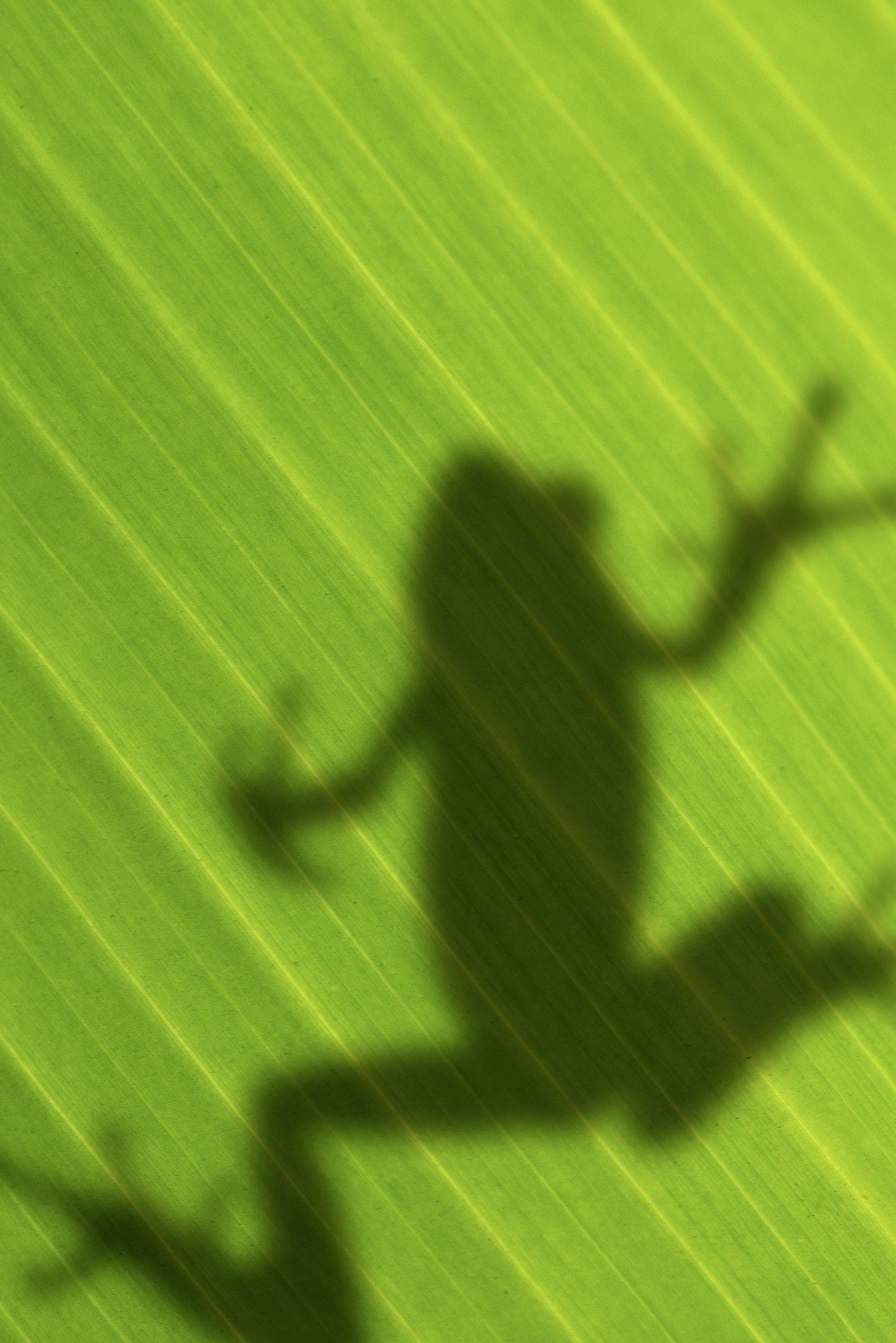 Shadowed Leap: A Frog’s Silhouette on Neon Leaves
