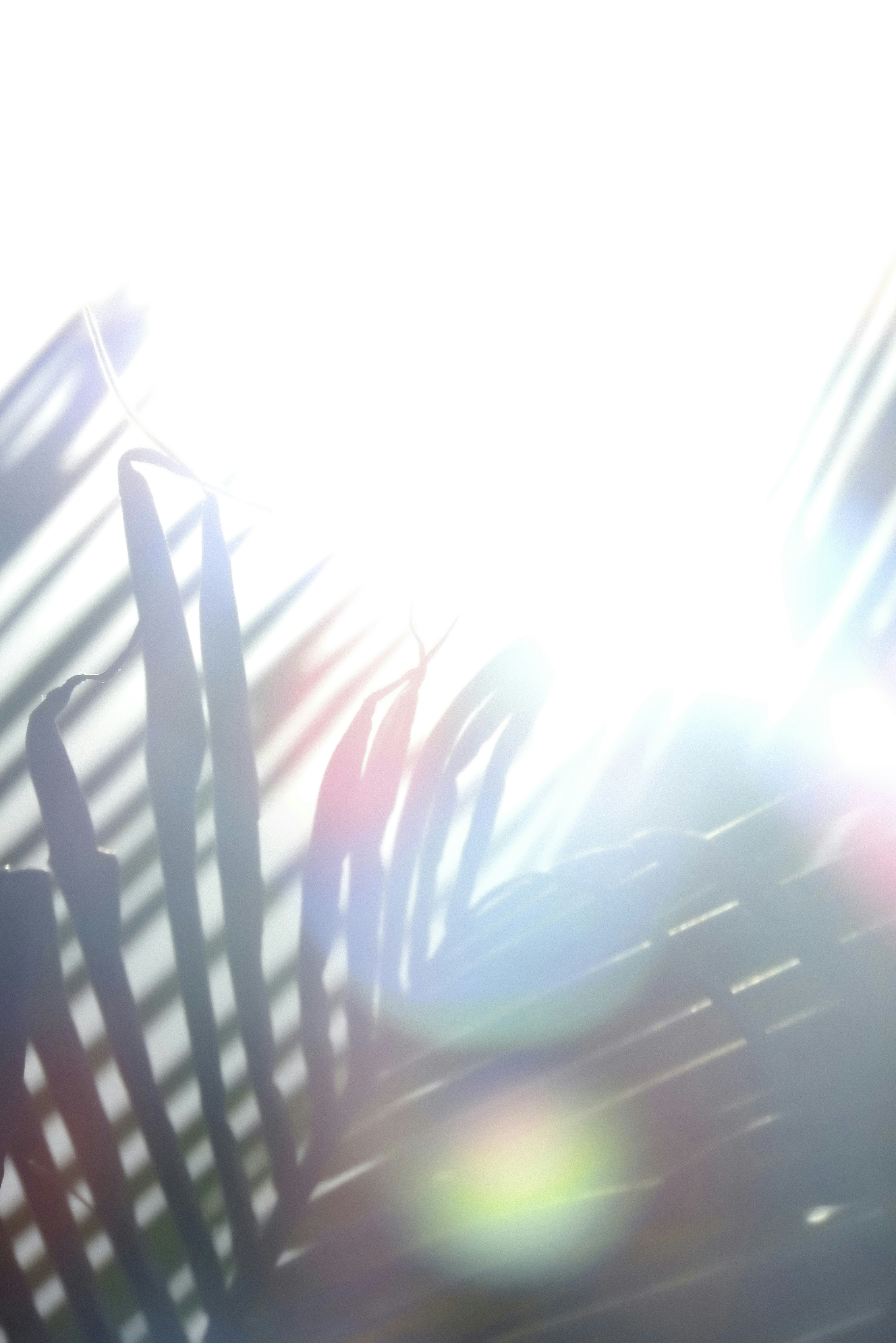 Backlit Palm Fronds in a Spectrum of Light