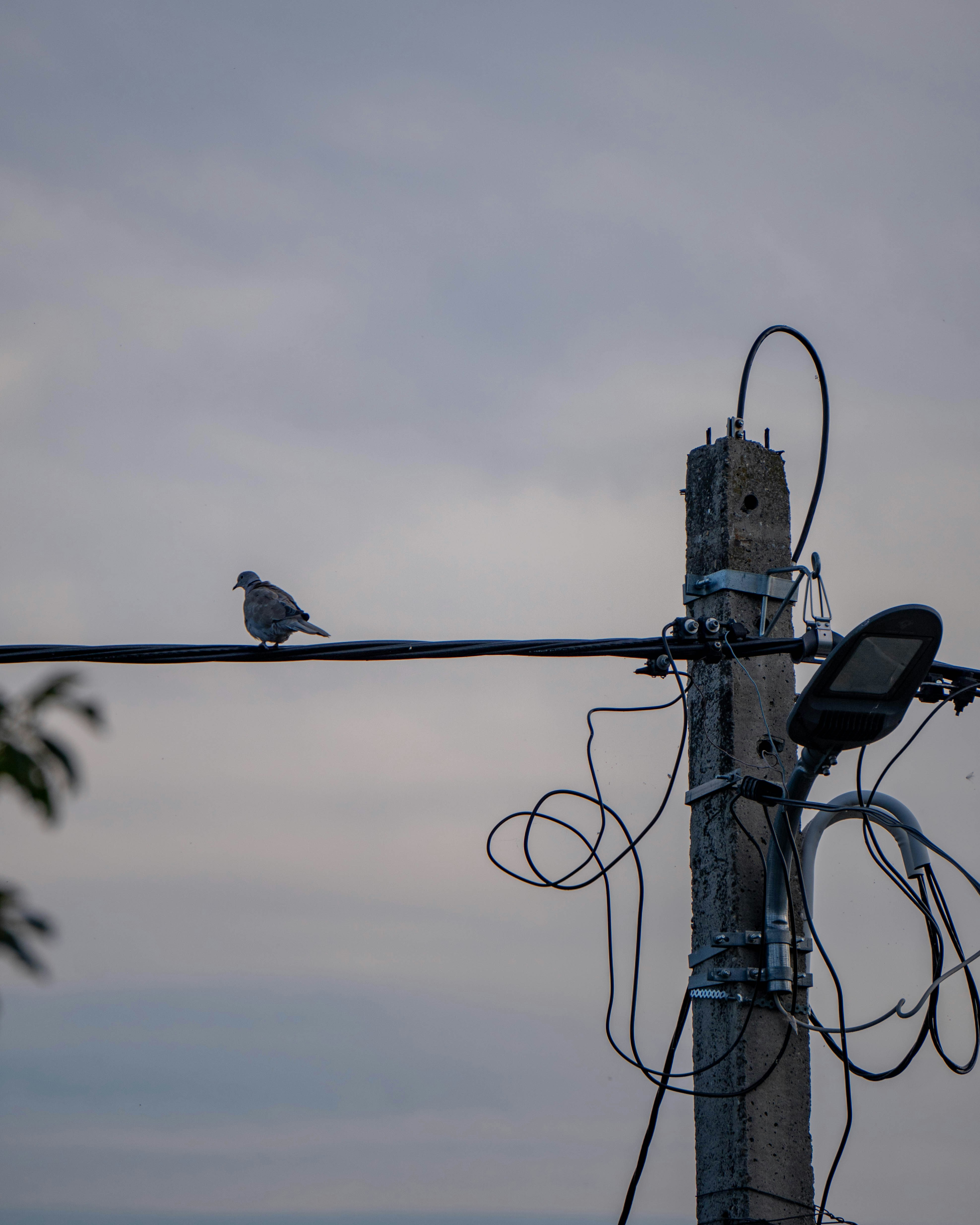 Perched on the Wire: A lone gull amid tangled cables under a soft dusk sky