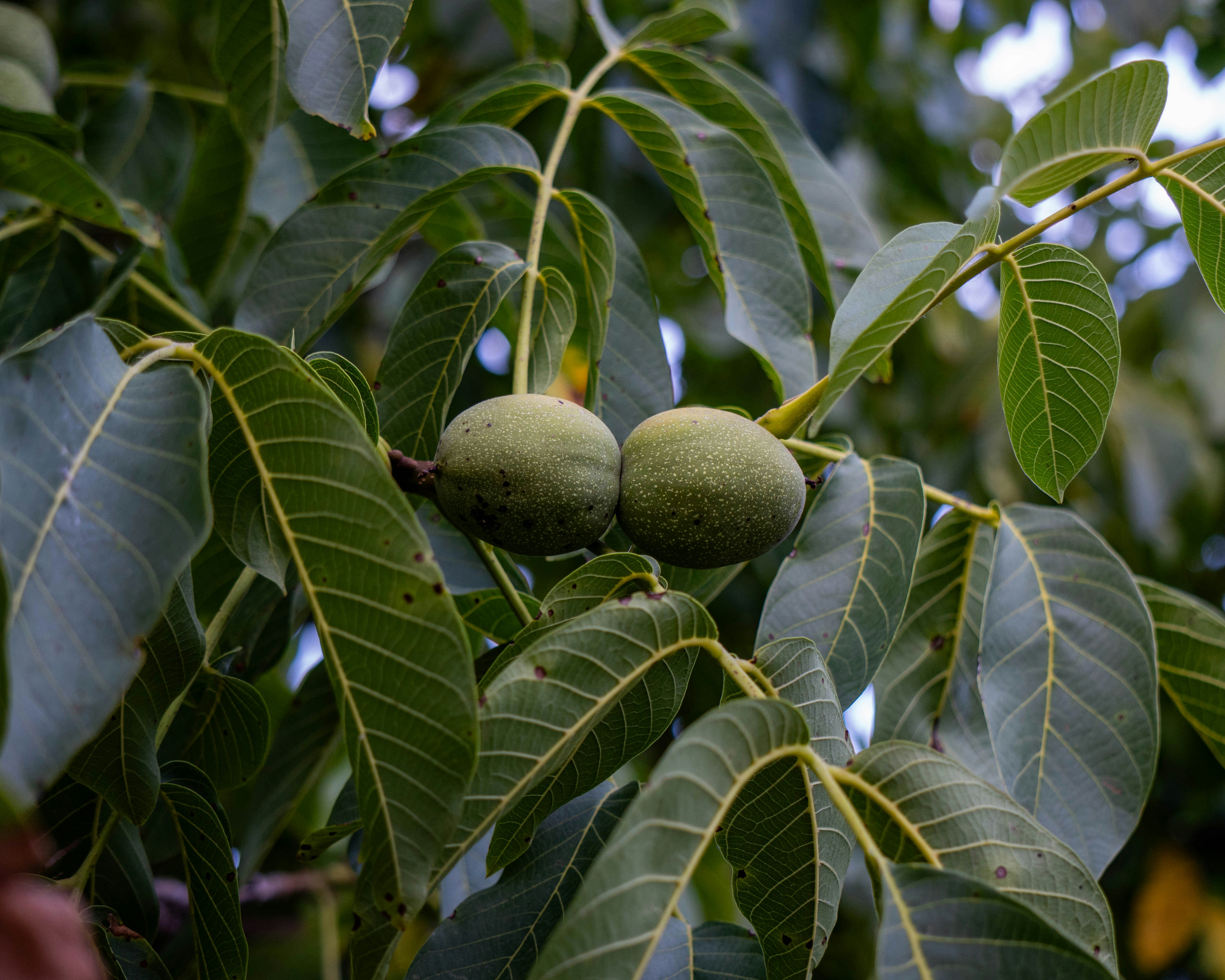 Two Green Spheres Between Glossy Leaves on a Branch