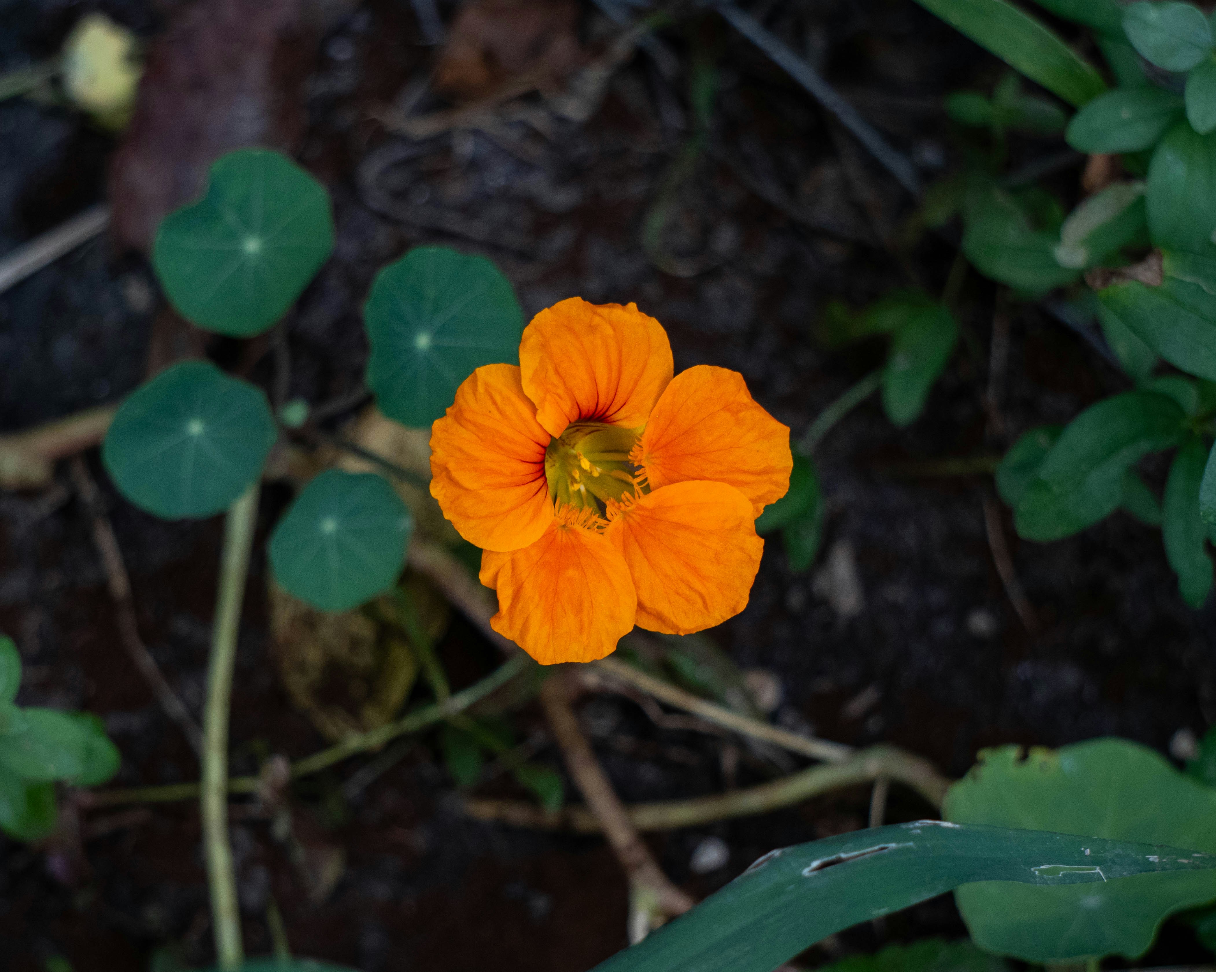 Orange Blossom Centerstage