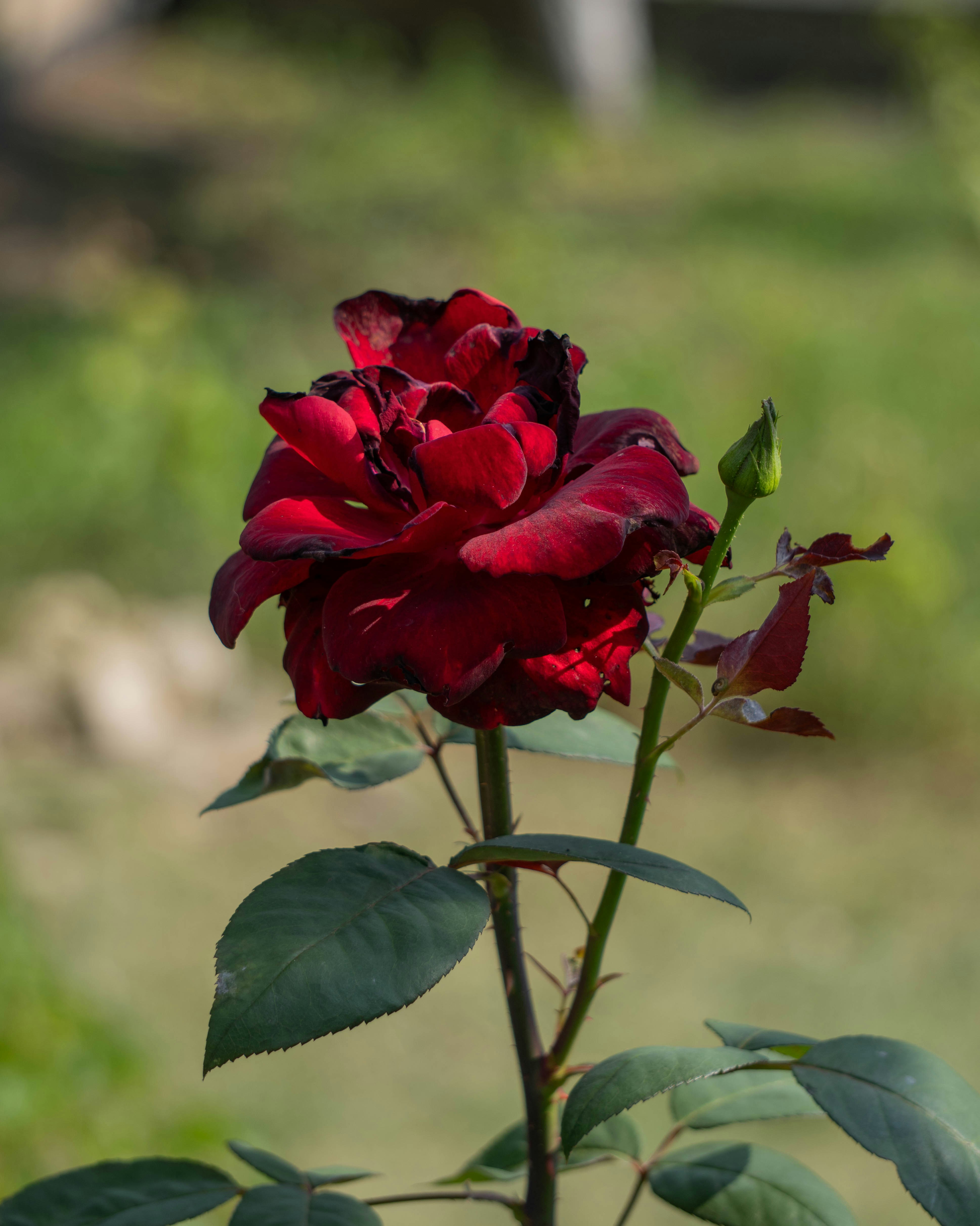 Crimson Rose in Soft Focus Alley