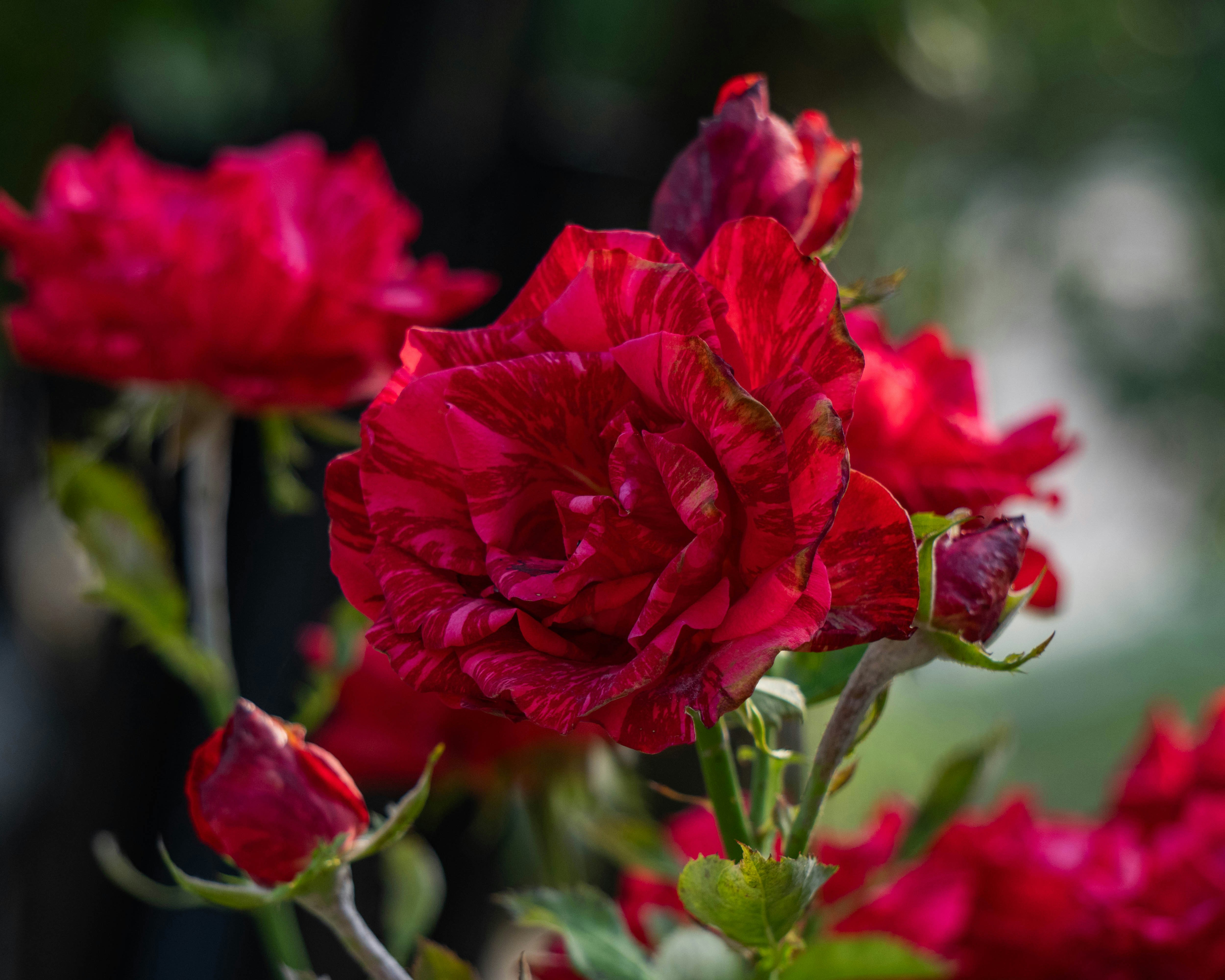 Crimson Bloom Centerstage: A Cluster of Velvet Roses