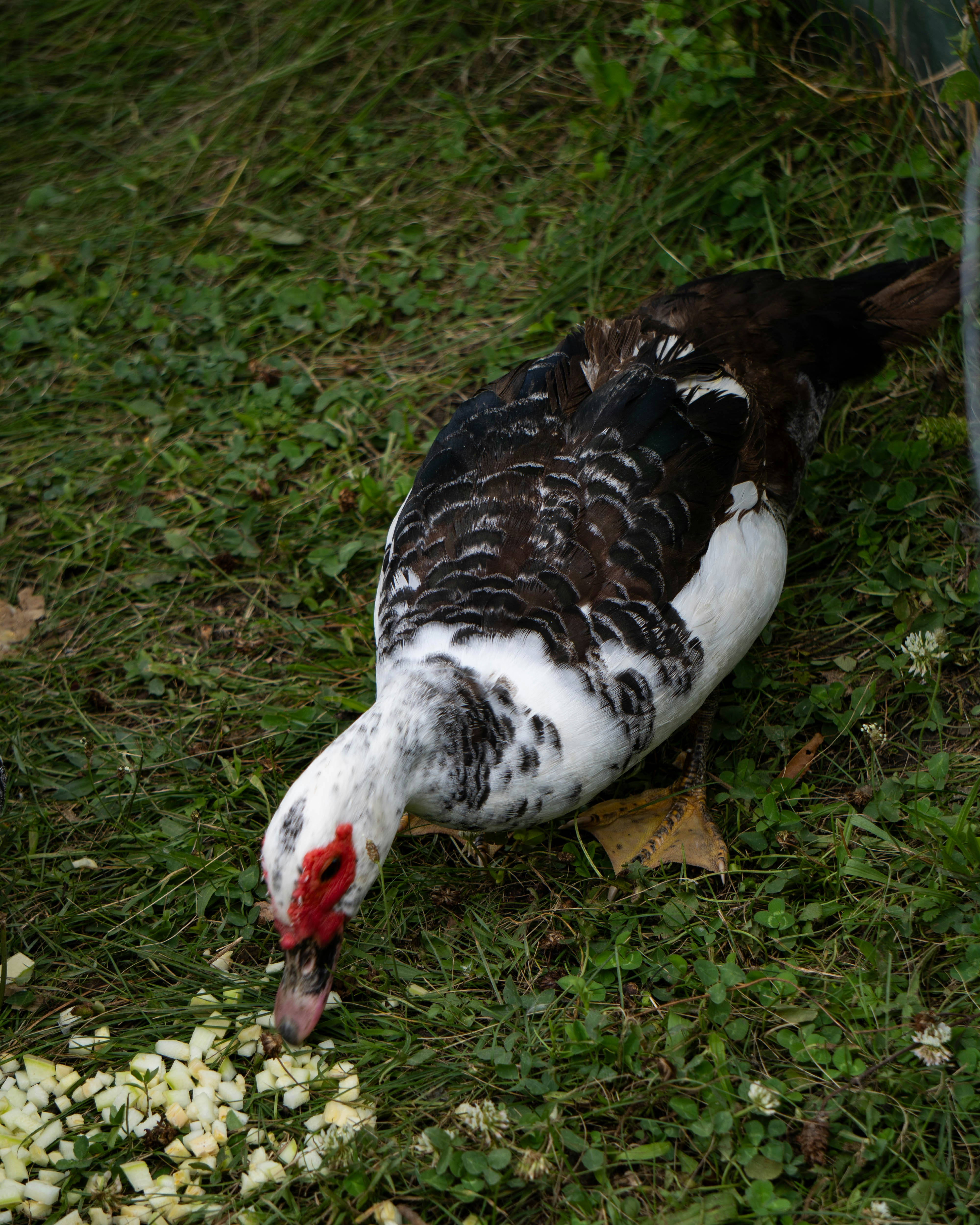 Mealtime in the Grass: A Hunter’s Last Pause