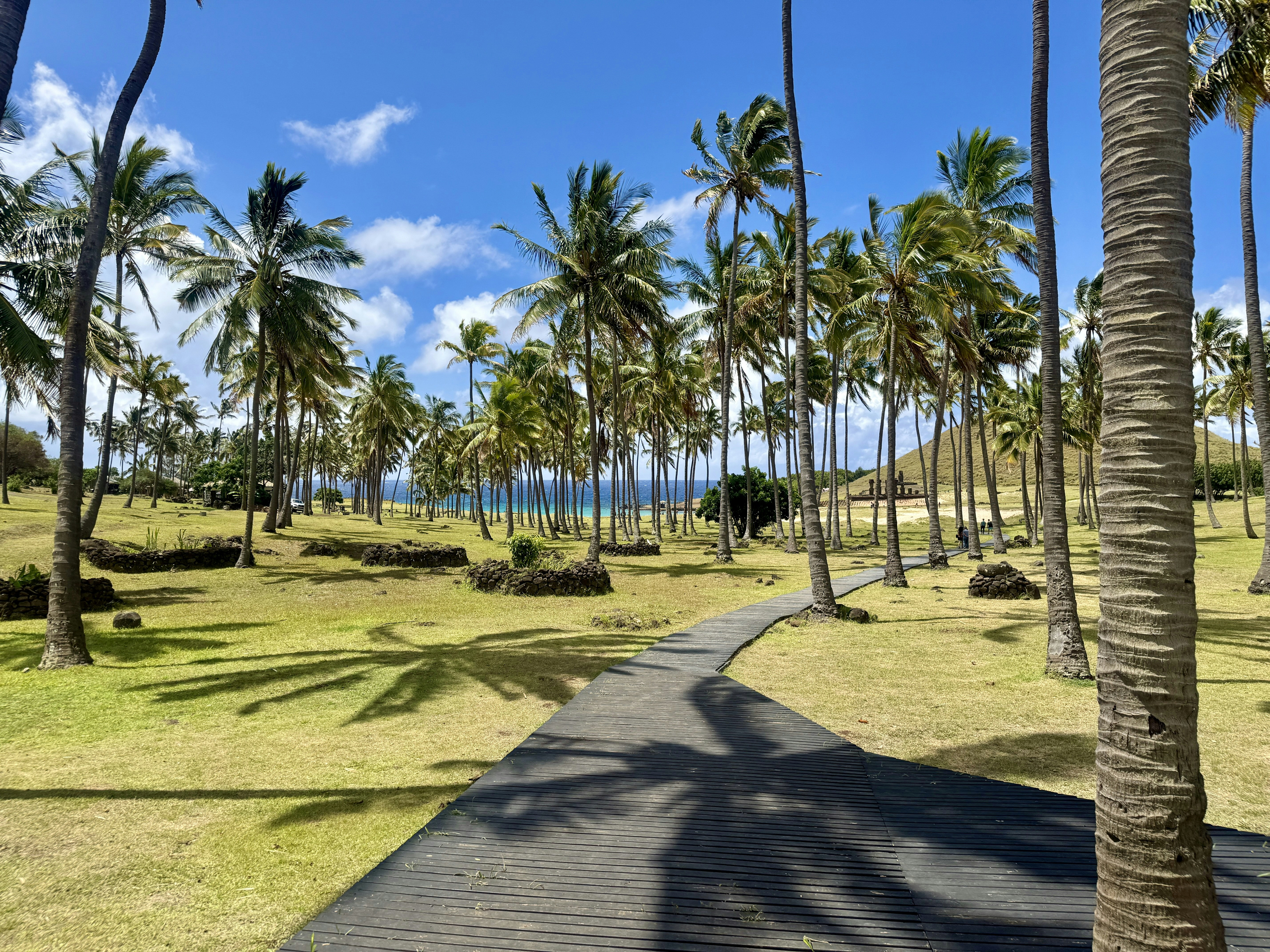 Palm Tree Alley Along a Winding Boardwalk to the Sea