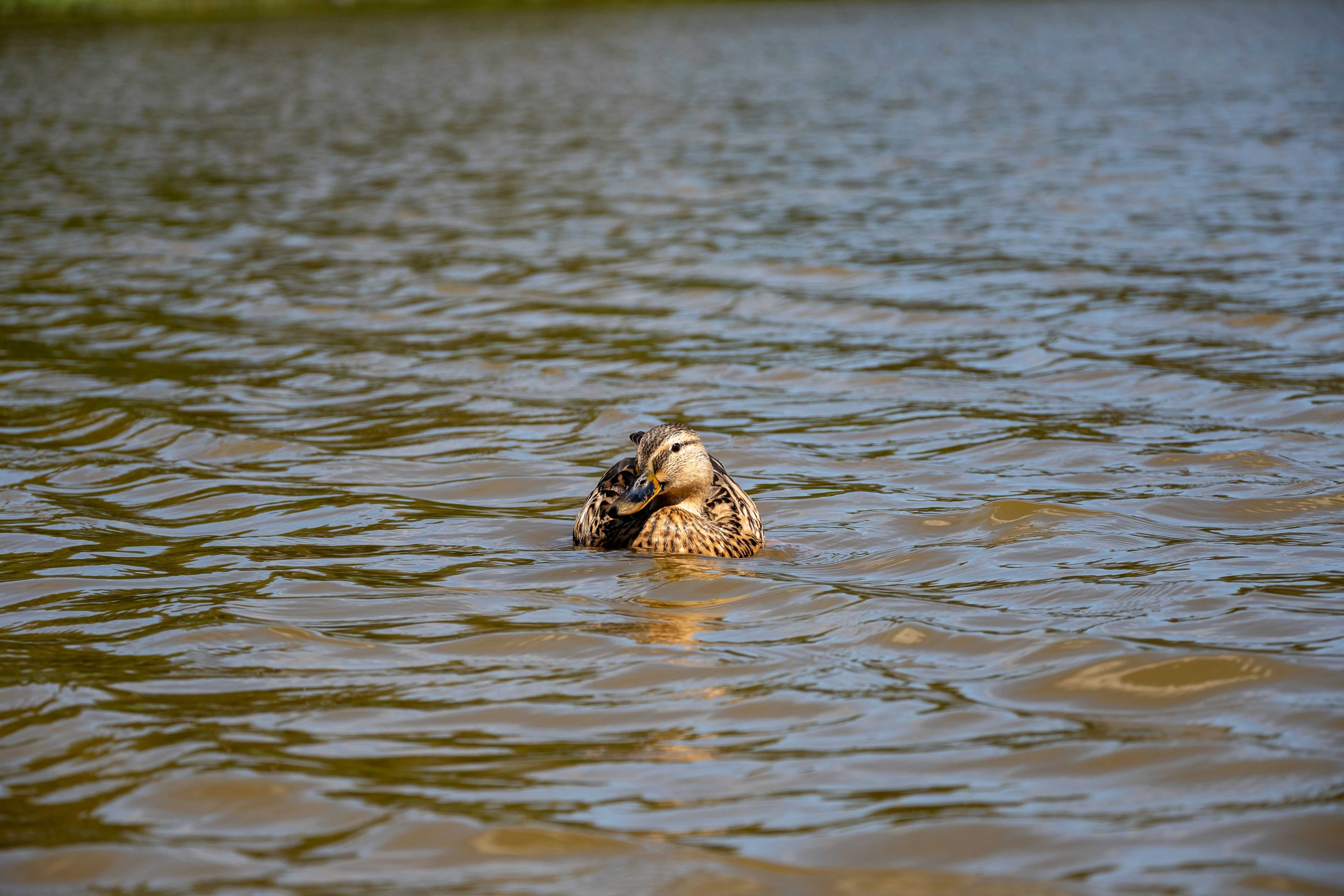 Centered Ripples: A lone duckling with the calm water's glow
