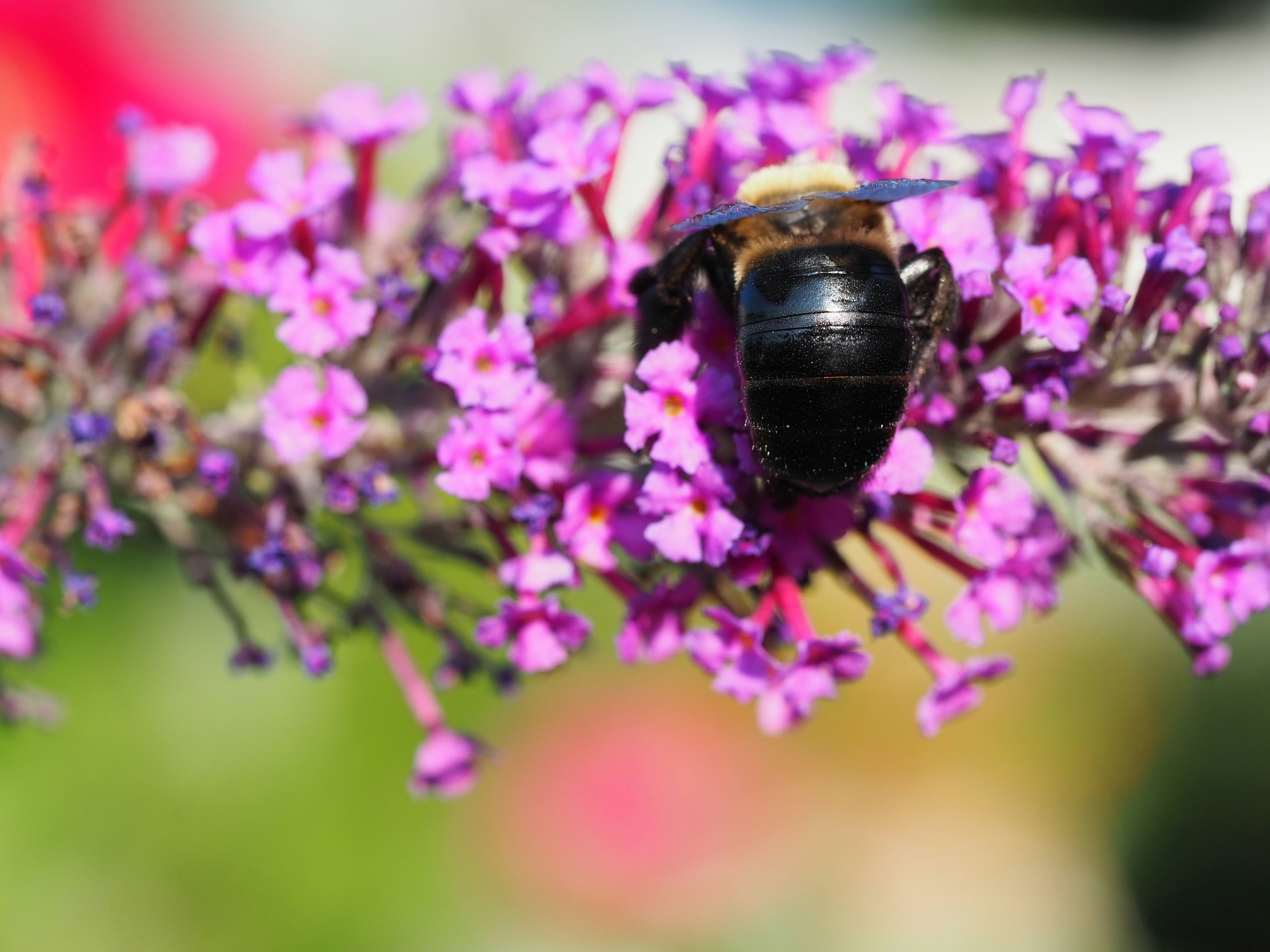 Bee on Violet Crown: A Close-Meet with a Blooming Habitat