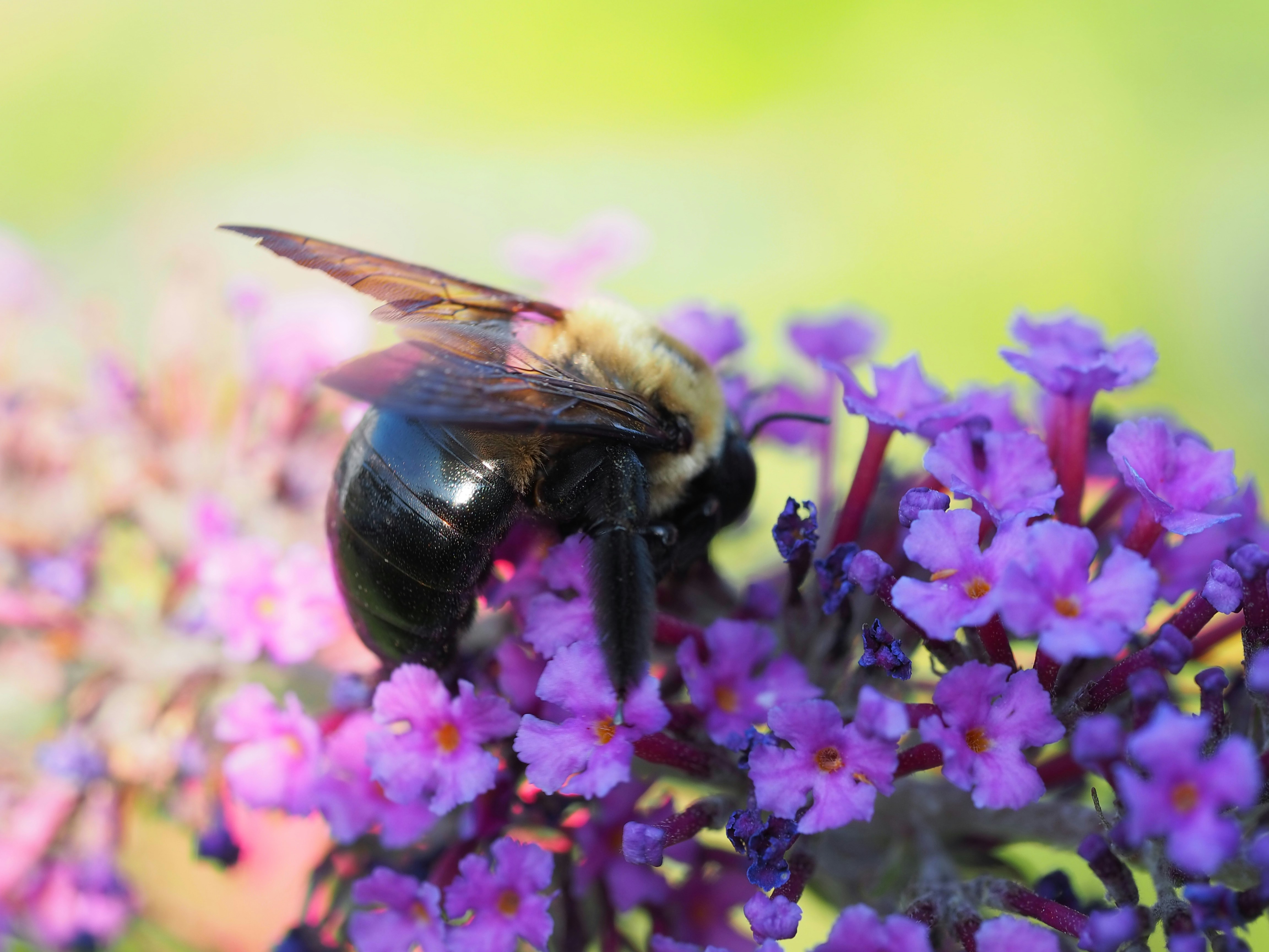 Bee perched on vibrant purple flowers amid a sunlit garden, foreground subject with soft bokeh in the background.