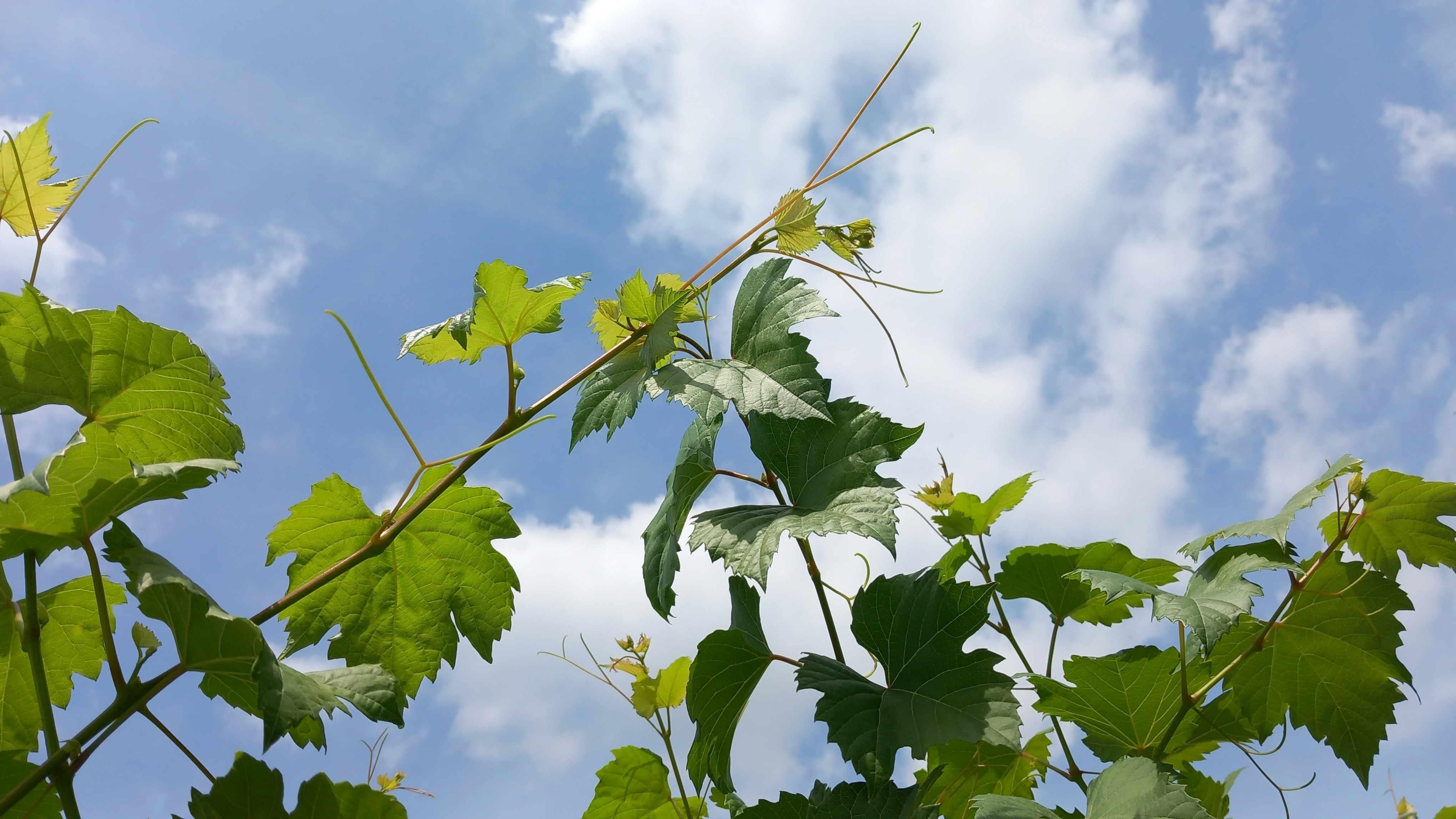 Vibrant green leaves reach toward a blue sky with fluffy clouds, creating a natural frame with light and shadow variations.
