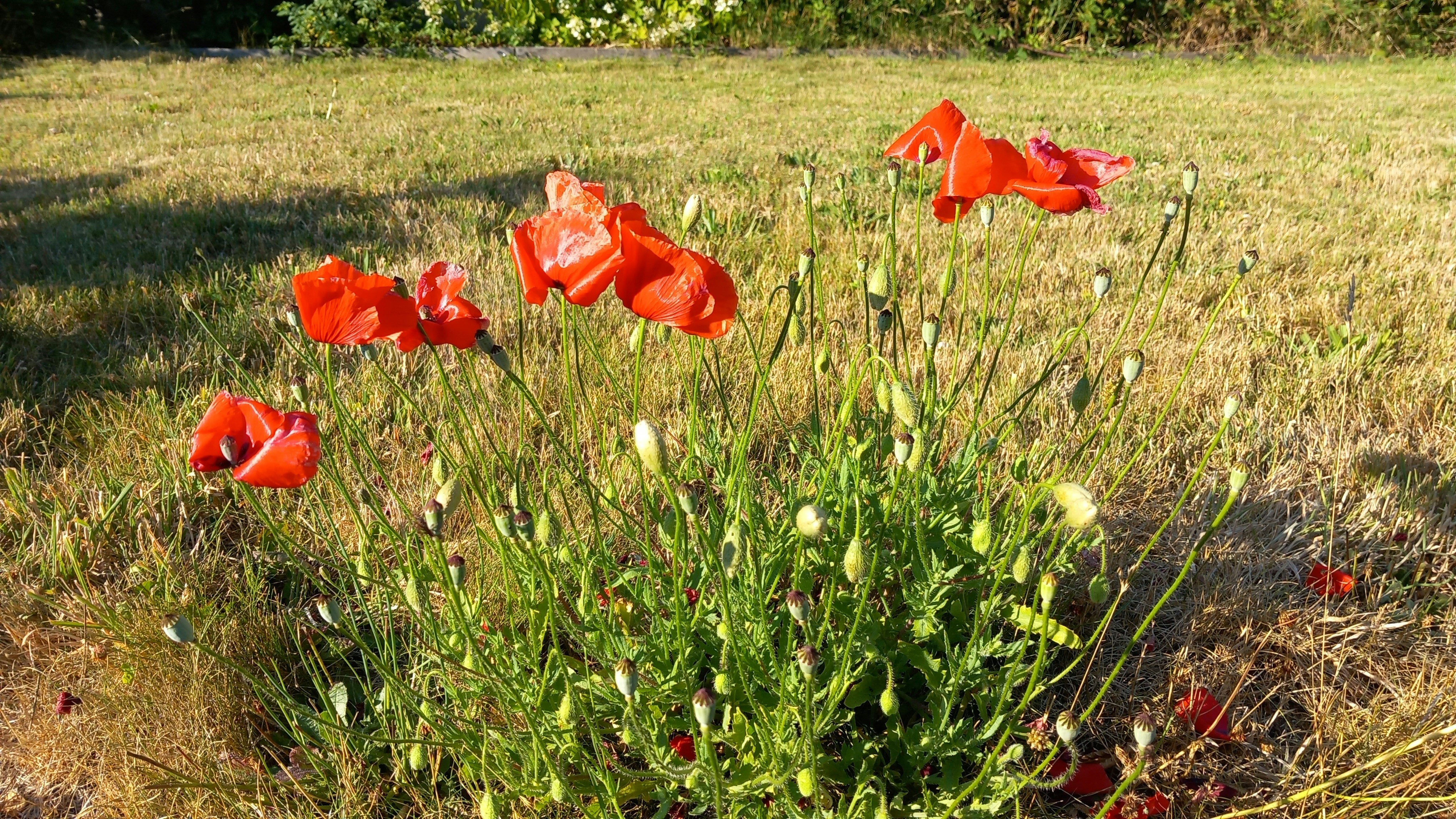 Red Poppies at the Edge of a Sunlit Field