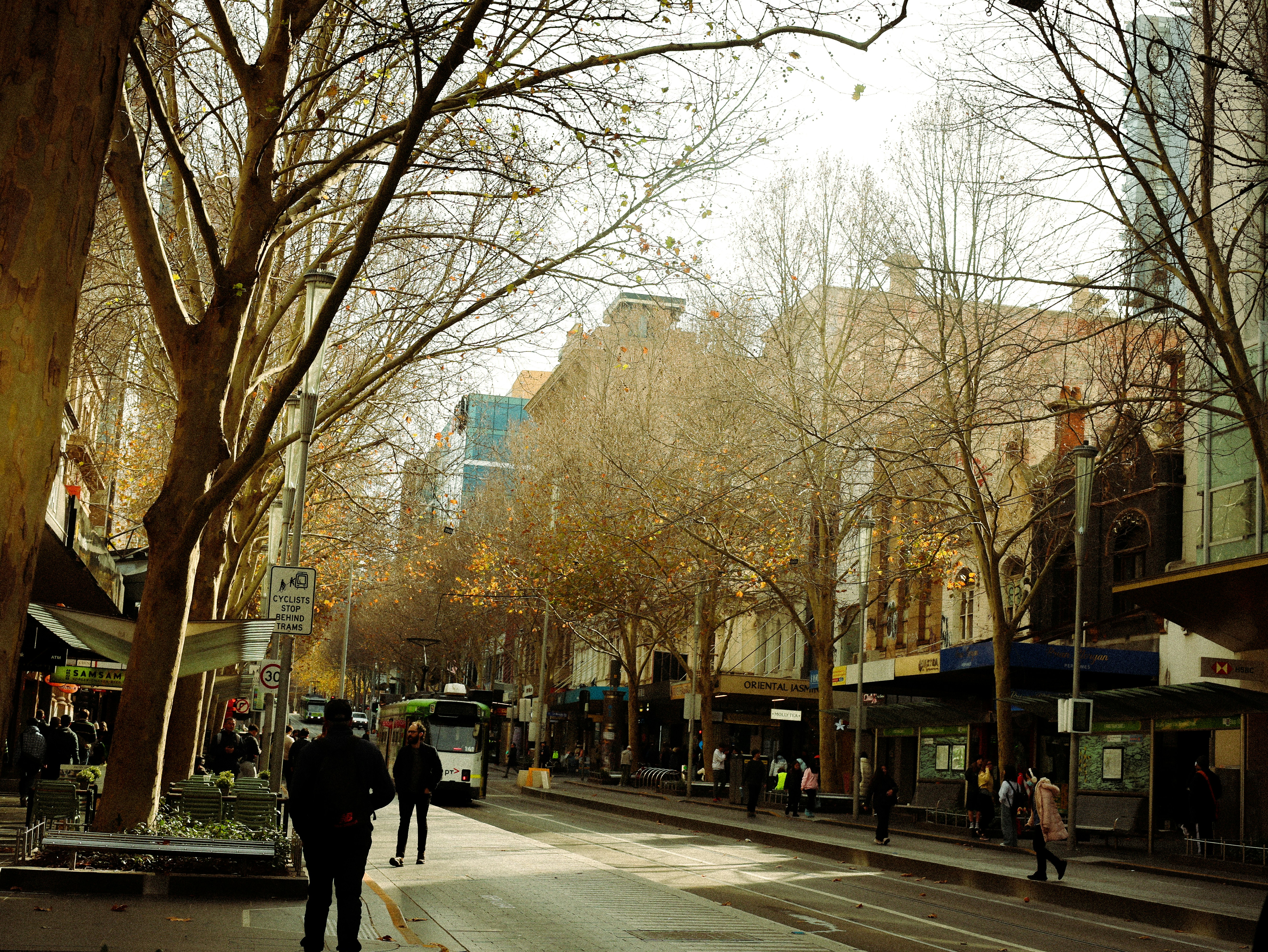 Autumn Boulevard: Quiet Pulse of a City Street